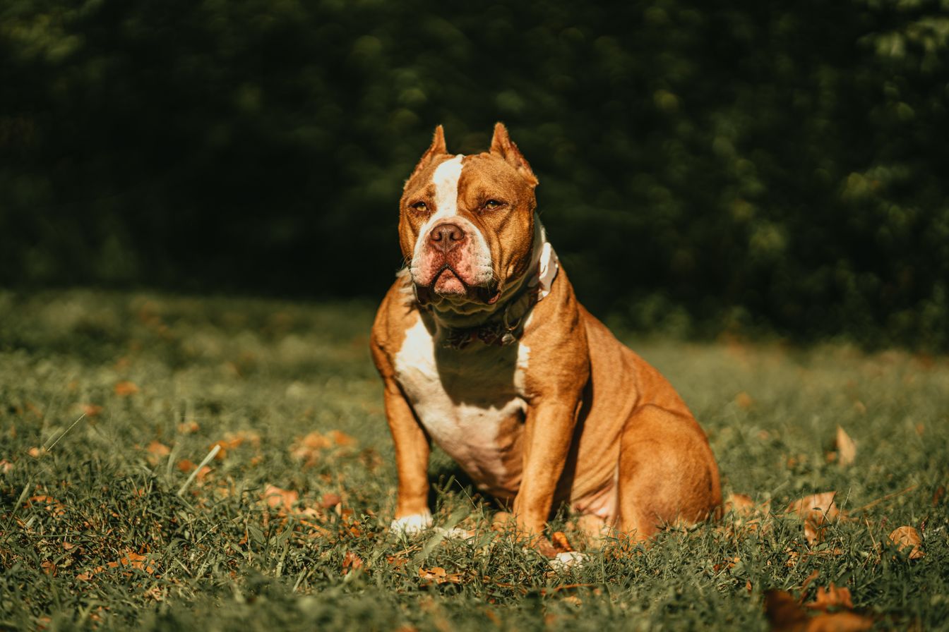 American Bully XL Size Guide: Key Measurements & Standards