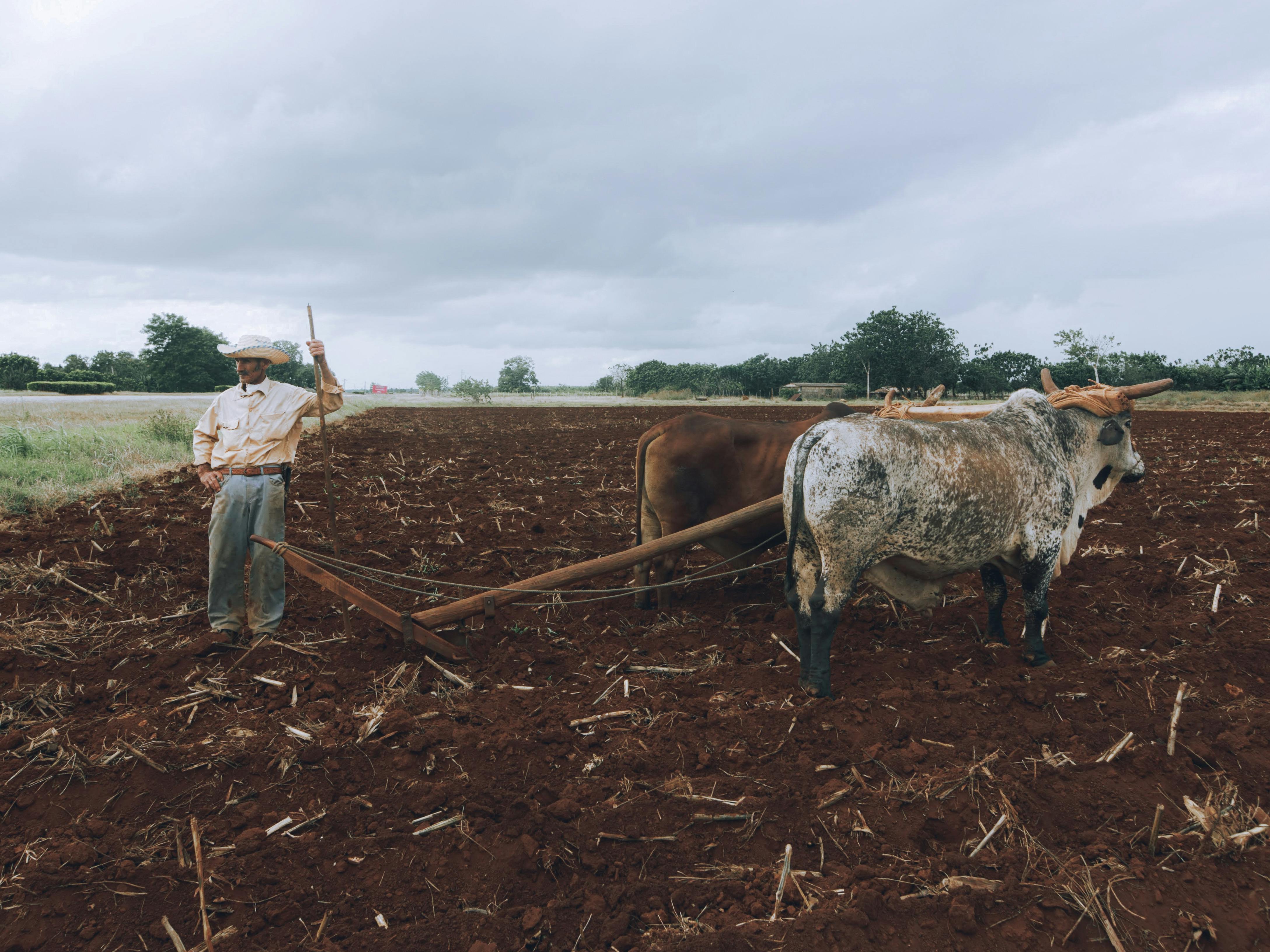 Man Working on Field with Bulls · Free Stock Photo