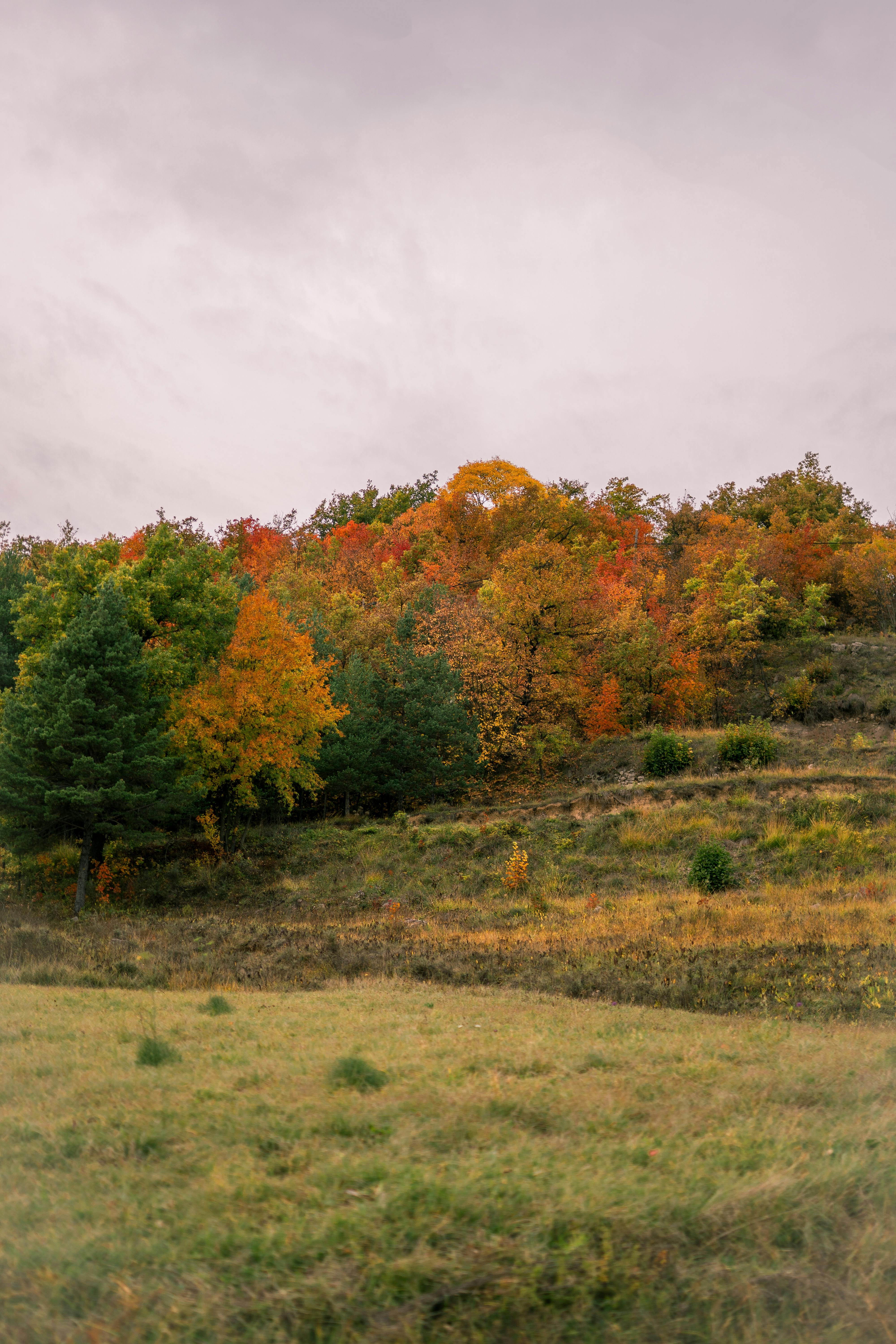 Foto de stock gratuita sobre al aire libre, árbol verde, arboles, área ...