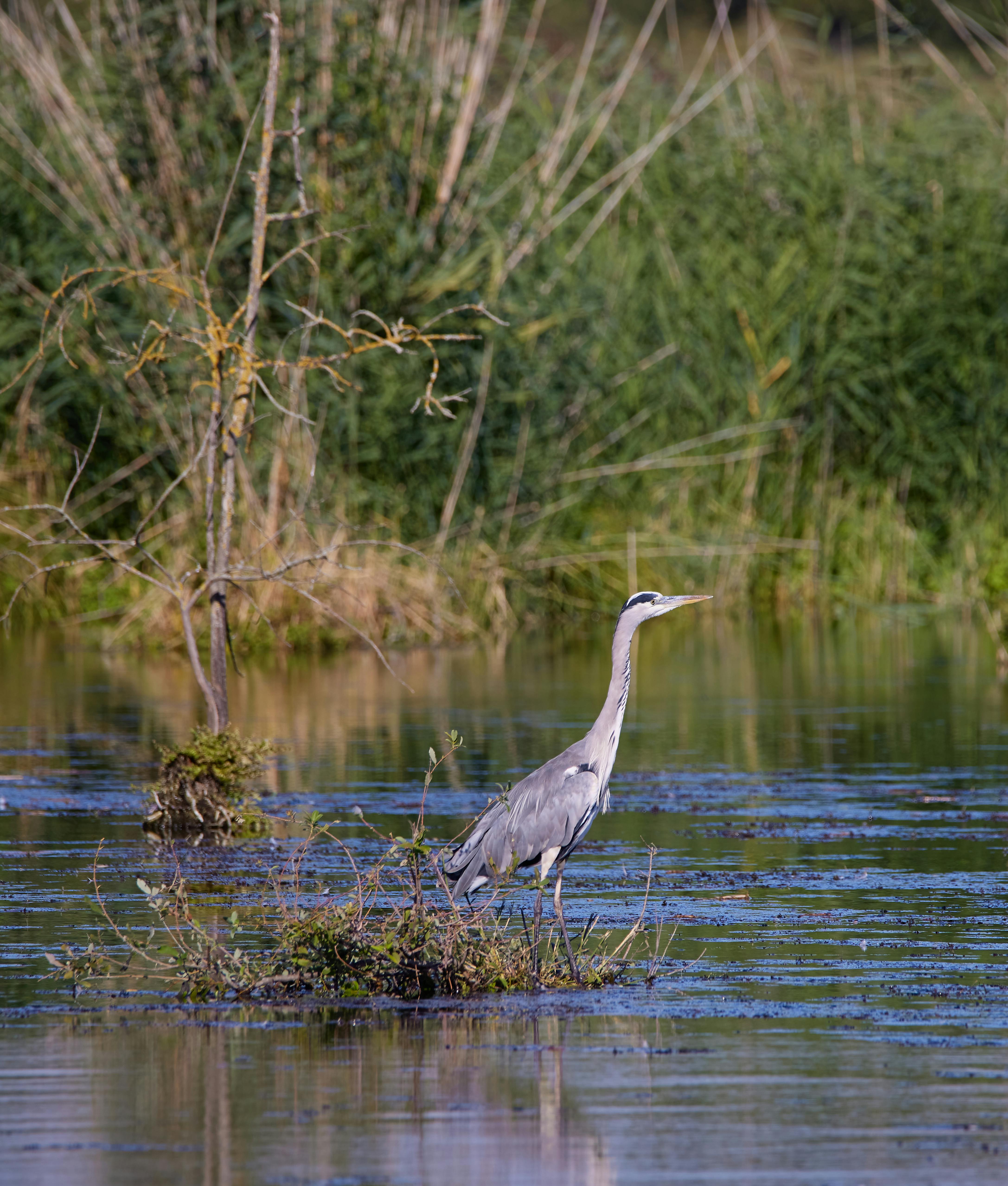 Grey Heron on Water · Free Stock Photo