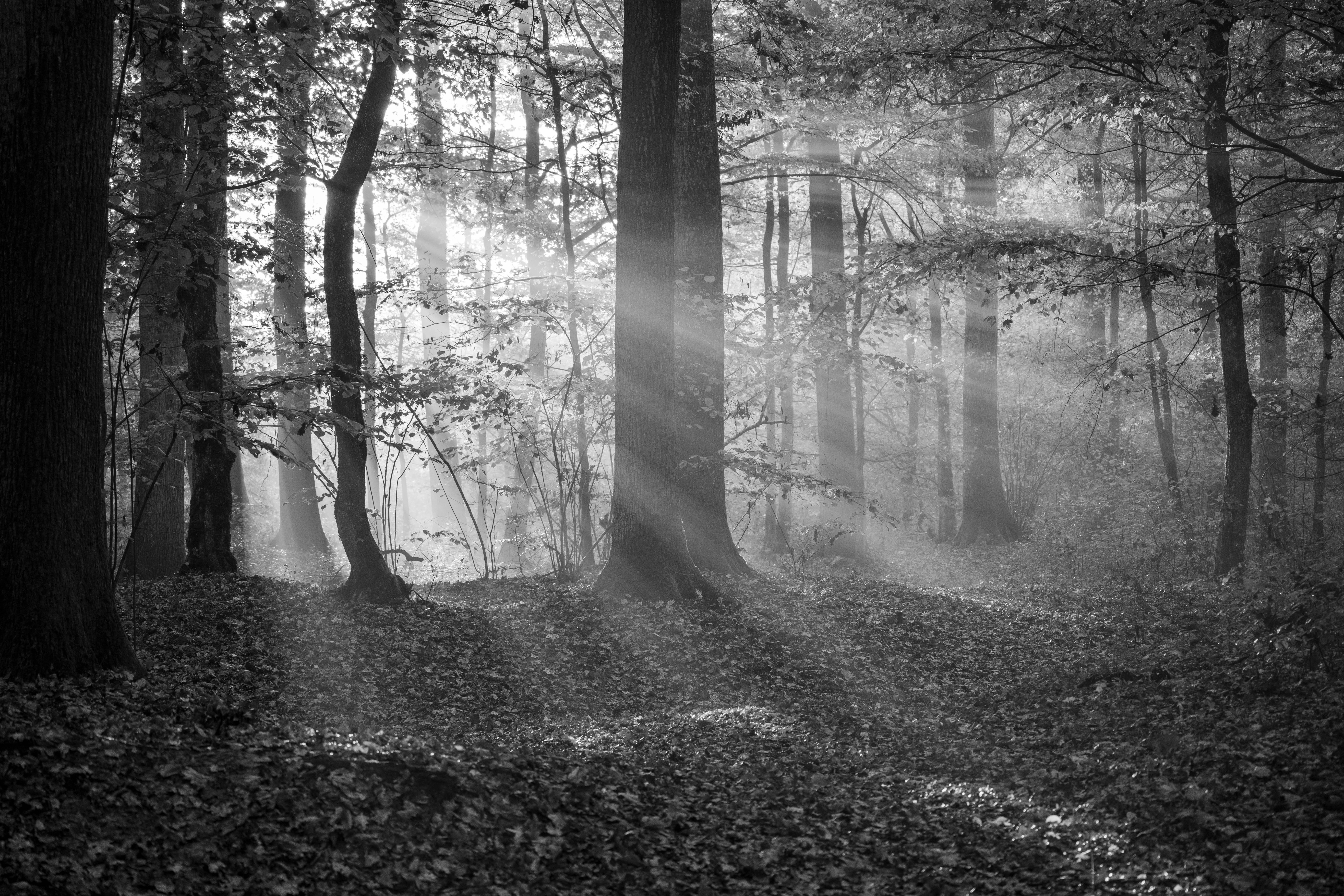 Grayscale Photo of Trees in the Forest · Free Stock Photo