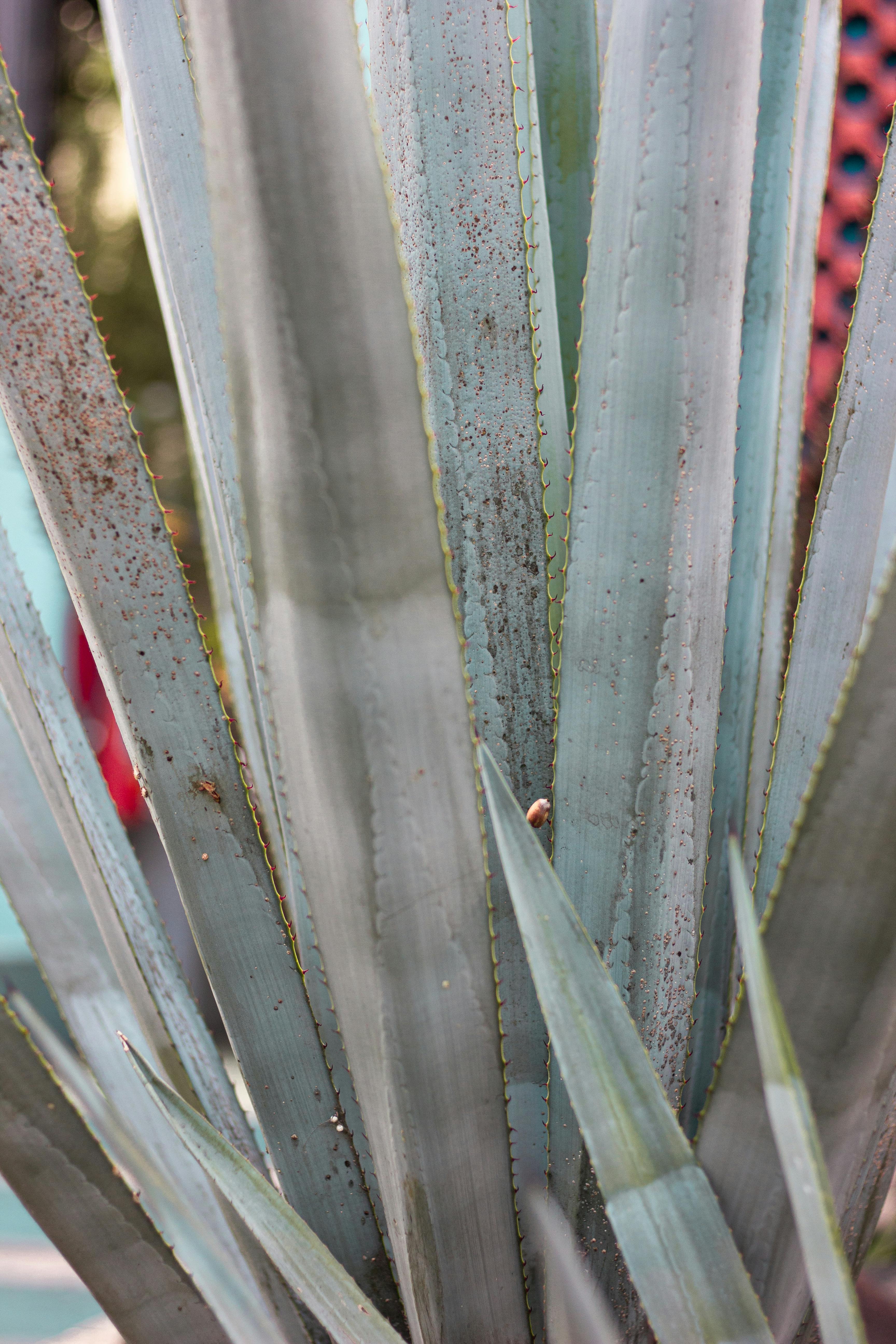 Close-Up Photography of Agave Plant · Free Stock Photo