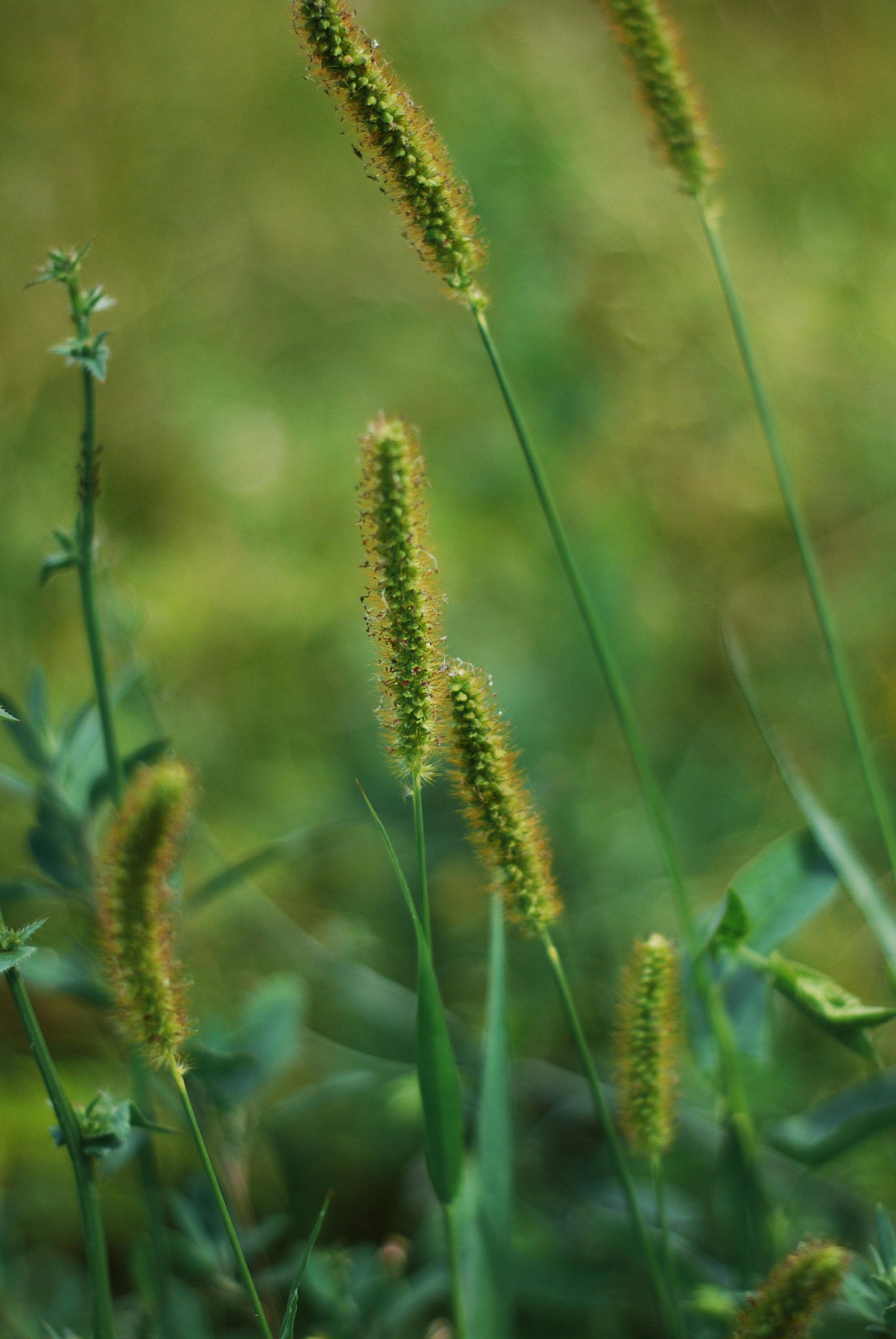 Plant Lager Photos, Download The BEST Free Plant Lager Stock Photos ...