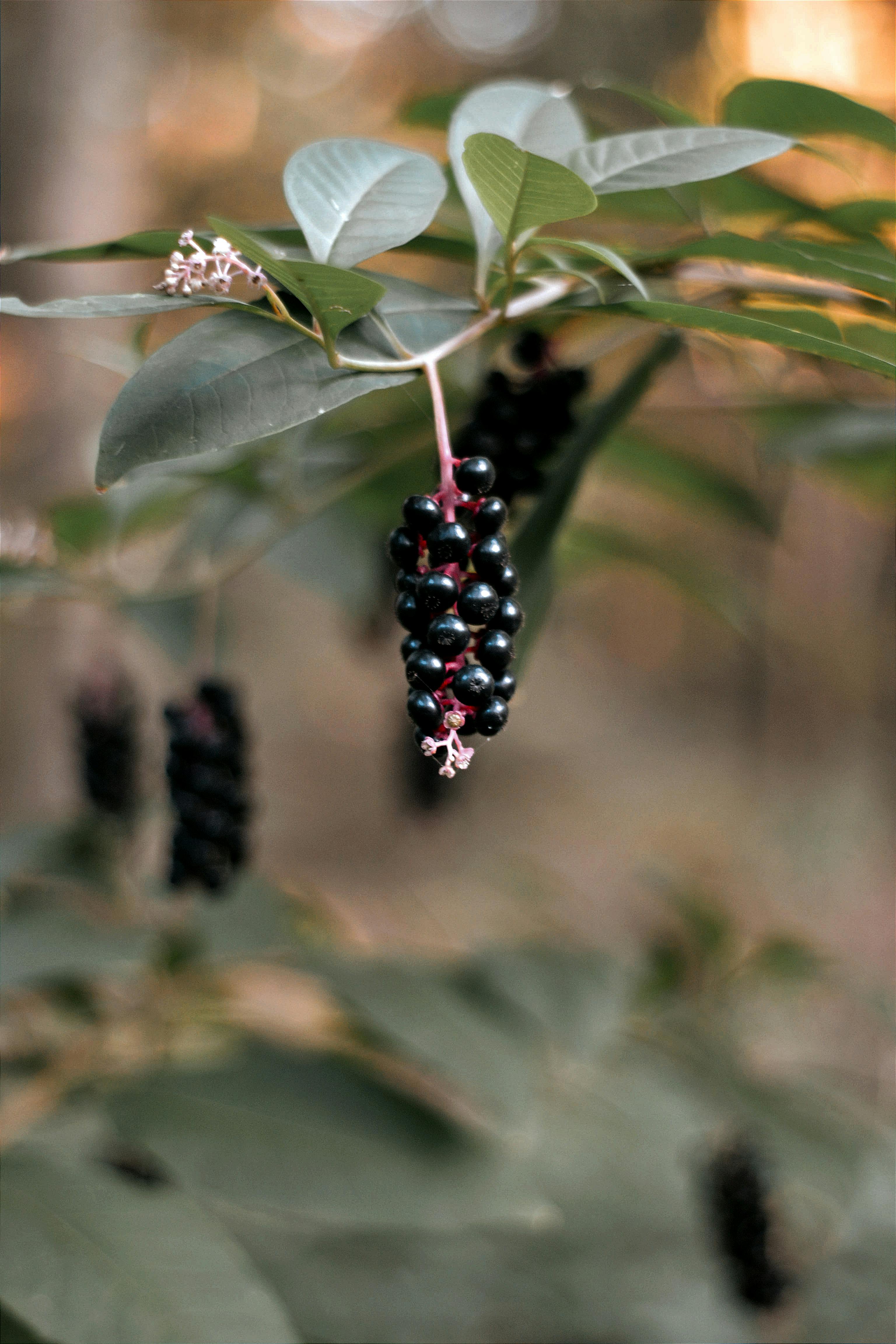 Close up of Berries · Free Stock Photo