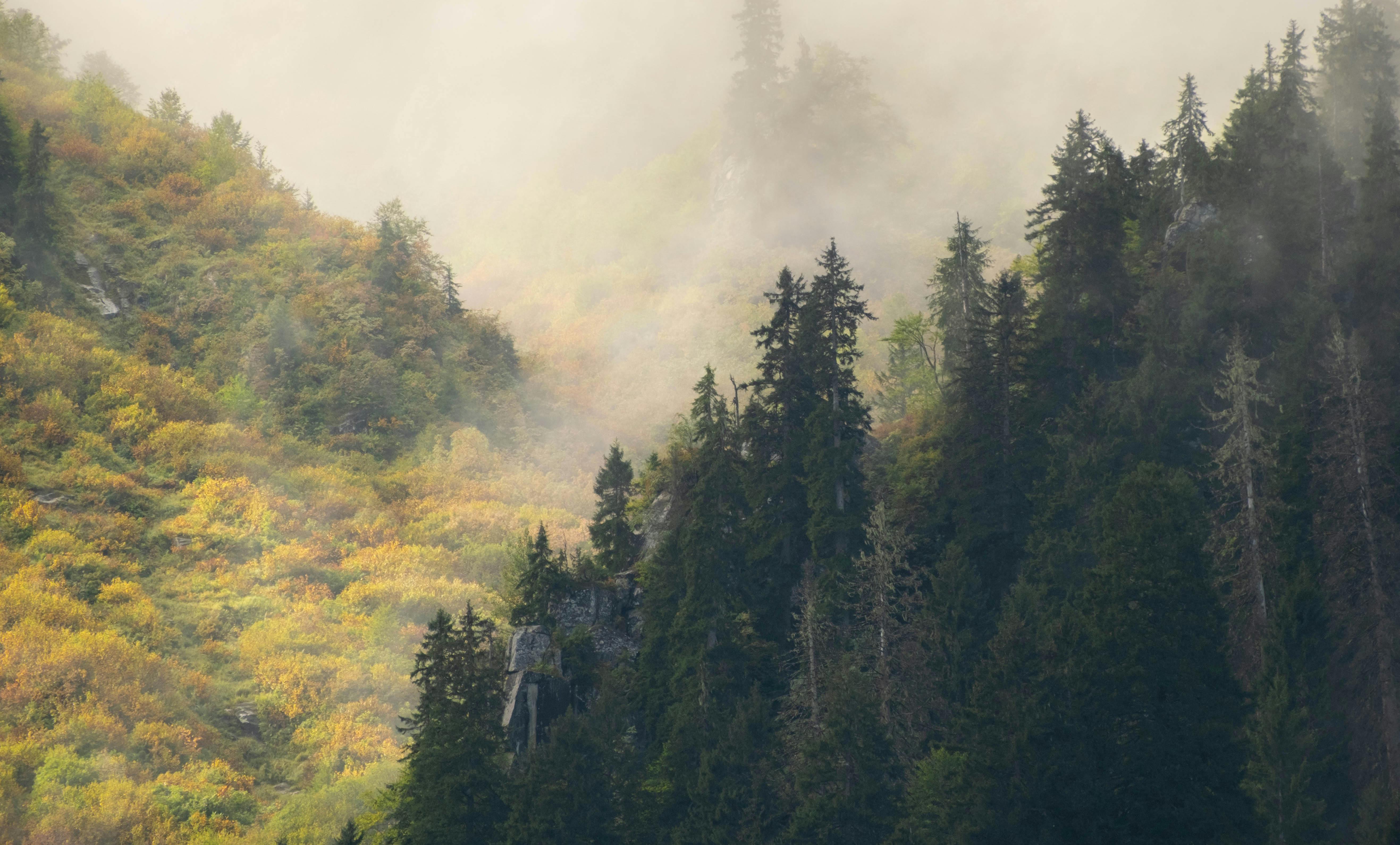 Fog over Forest · Free Stock Photo