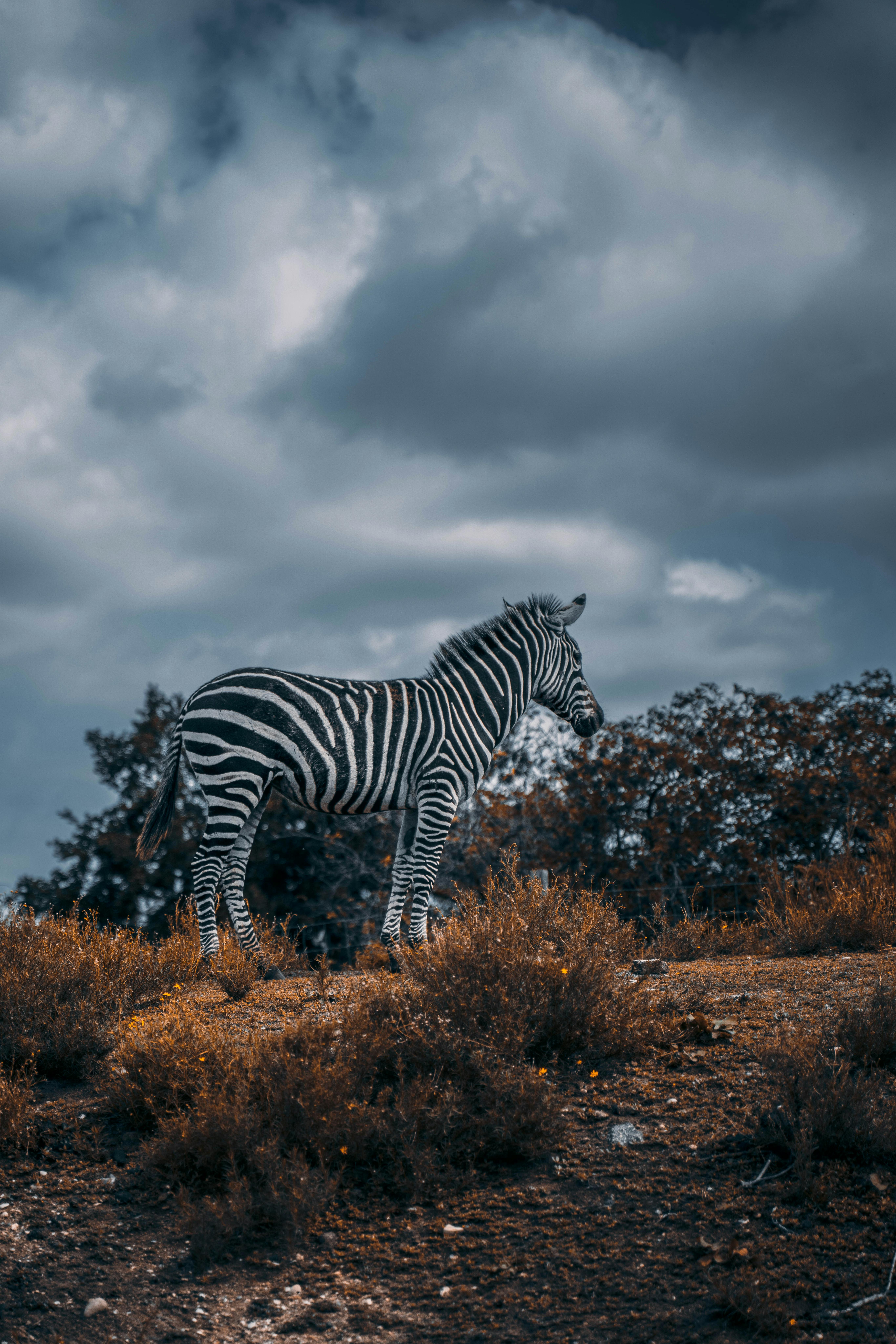 Zebras in Nature · Free Stock Photo