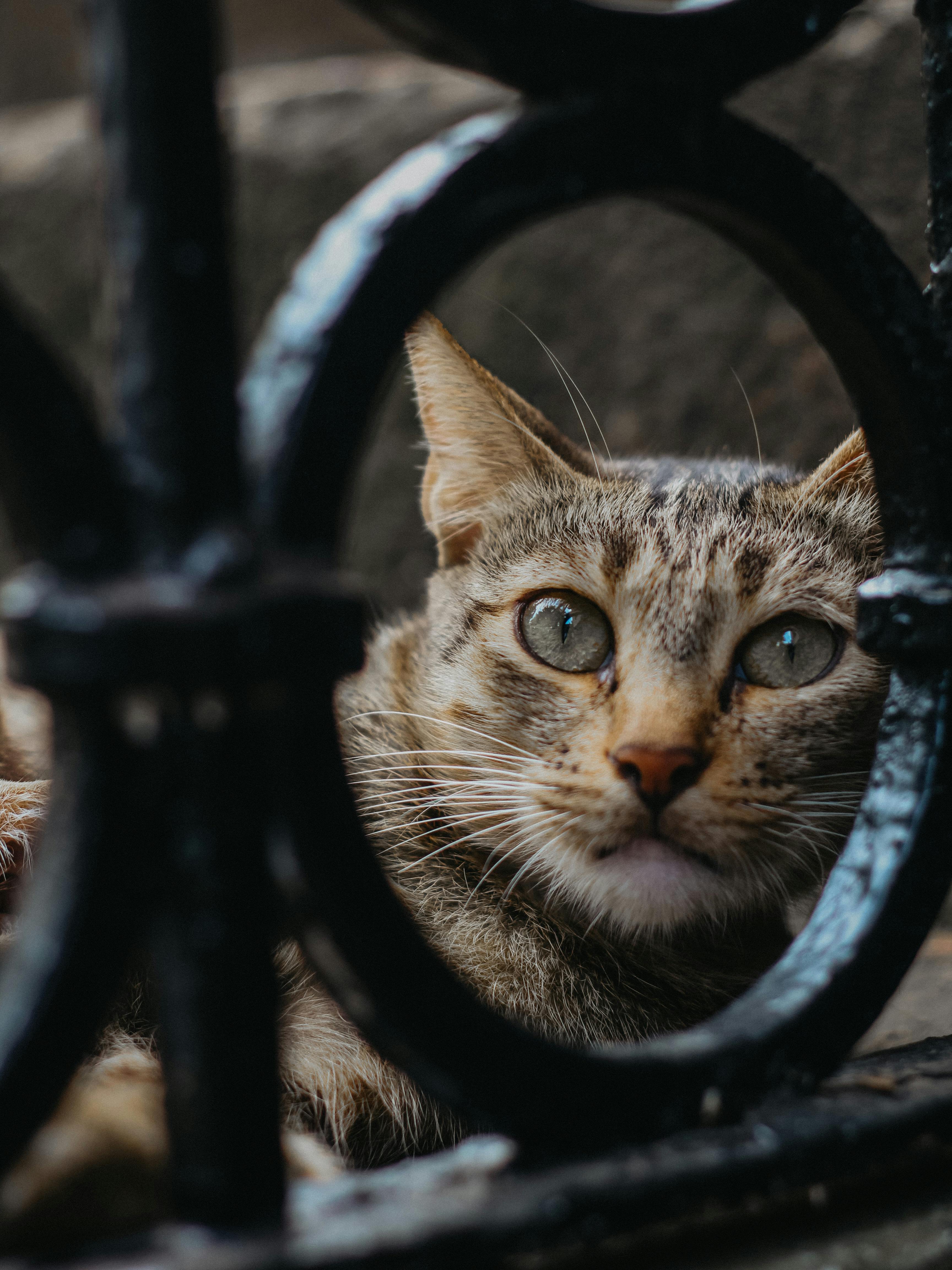Foto de stock gratuita sobre animal domestico, atigrado, bigotes, de ...