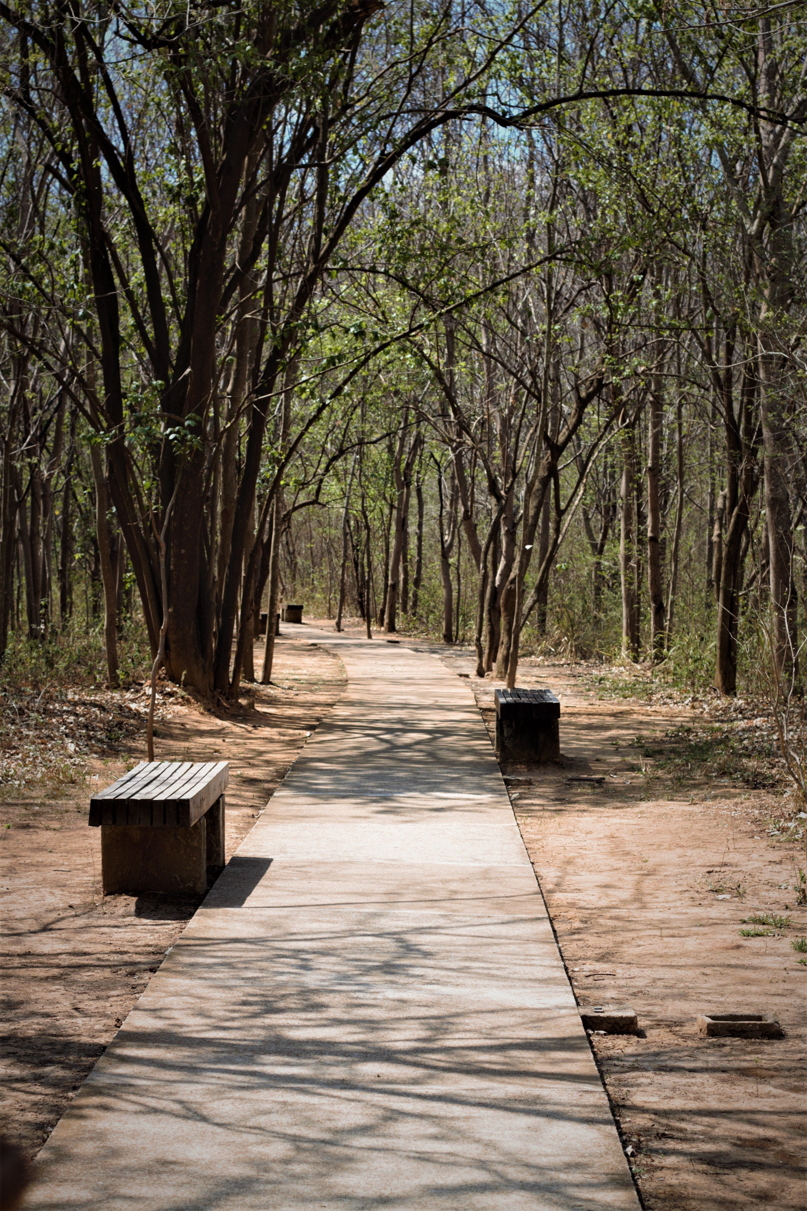 Pathway between Green Trees in the Forest · Free Stock Photo