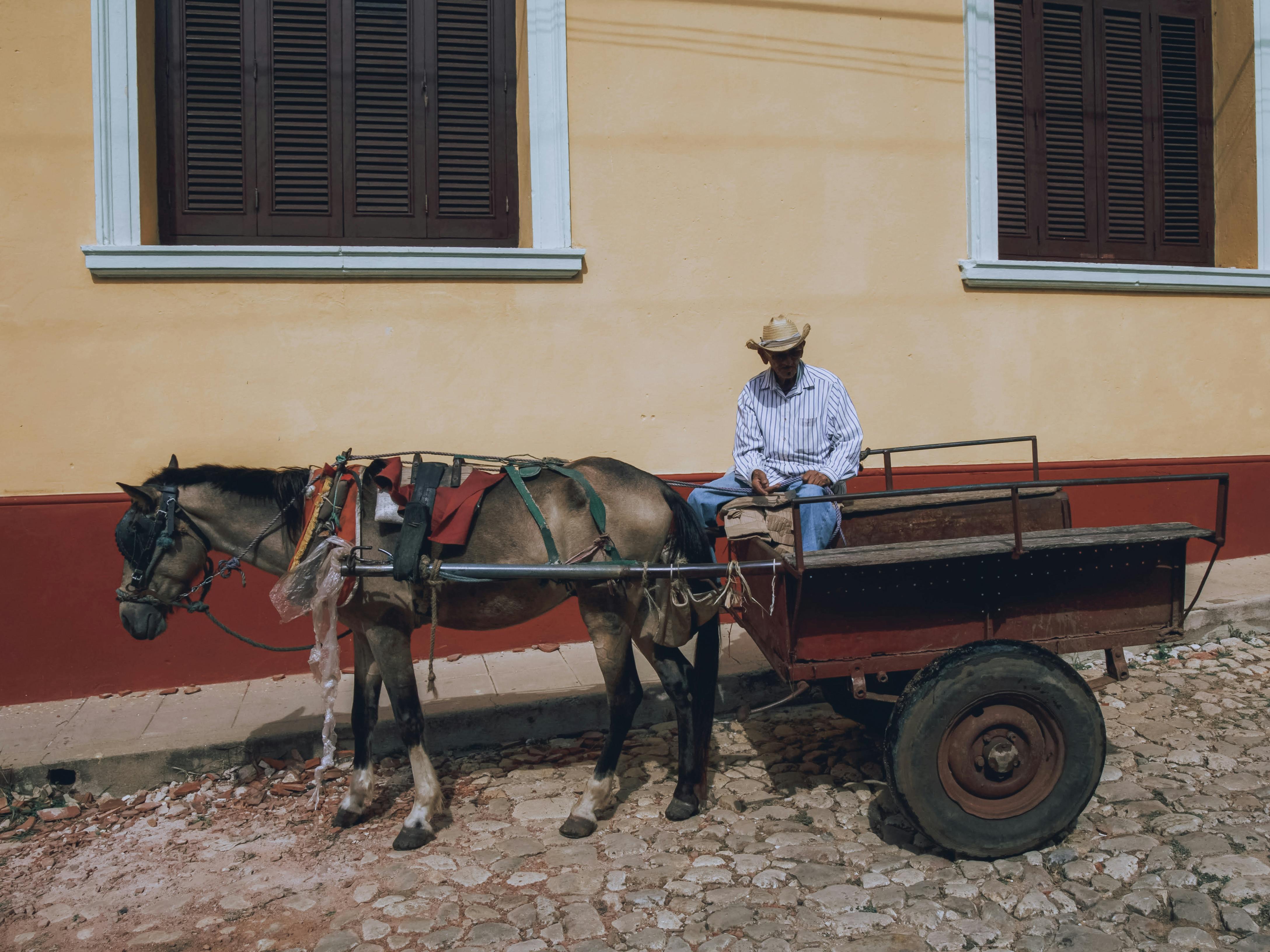Coachman Sitting on Horse-Drawn Cart · Free Stock Photo