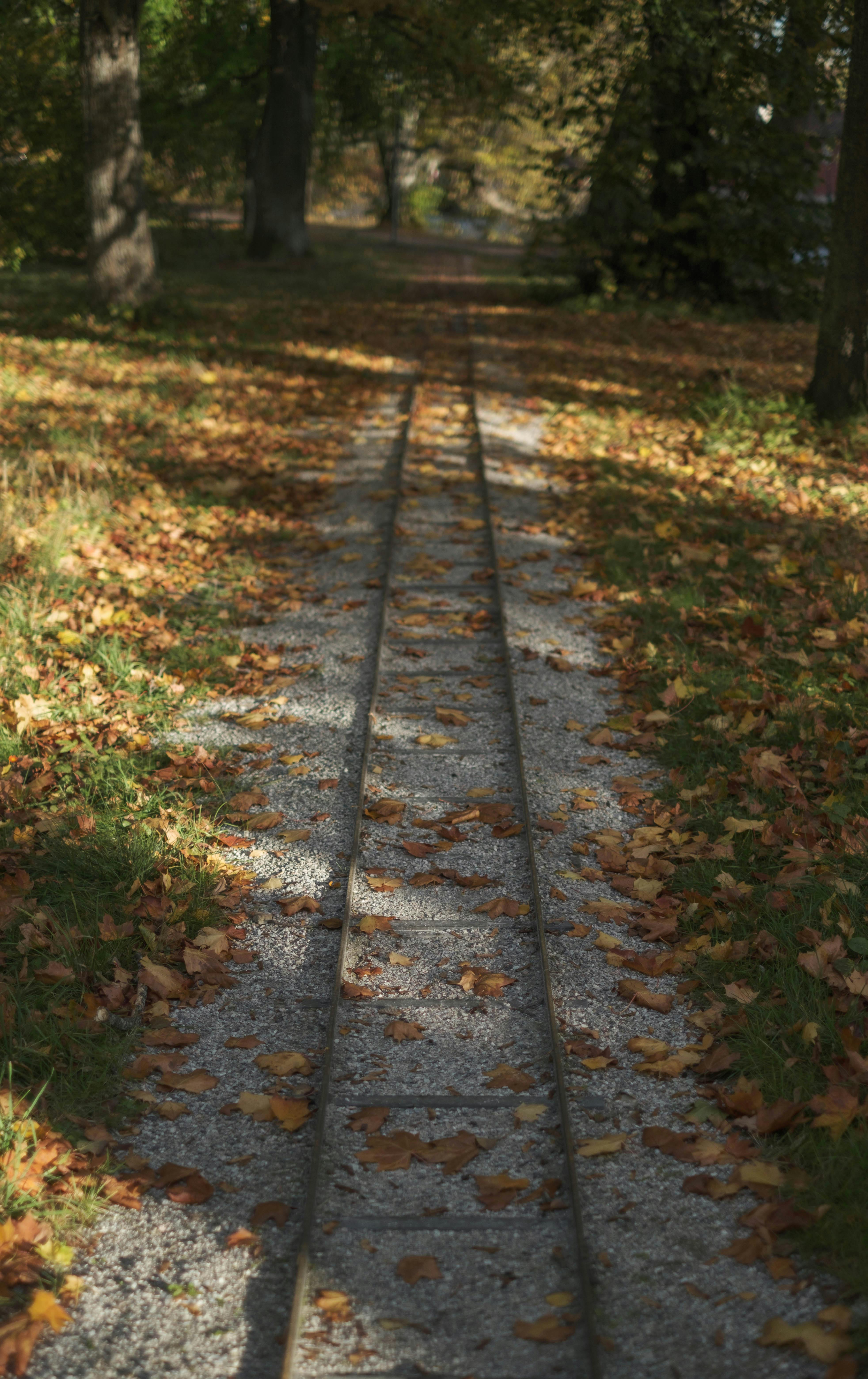 Narrow Railway Track in Forest · Free Stock Photo