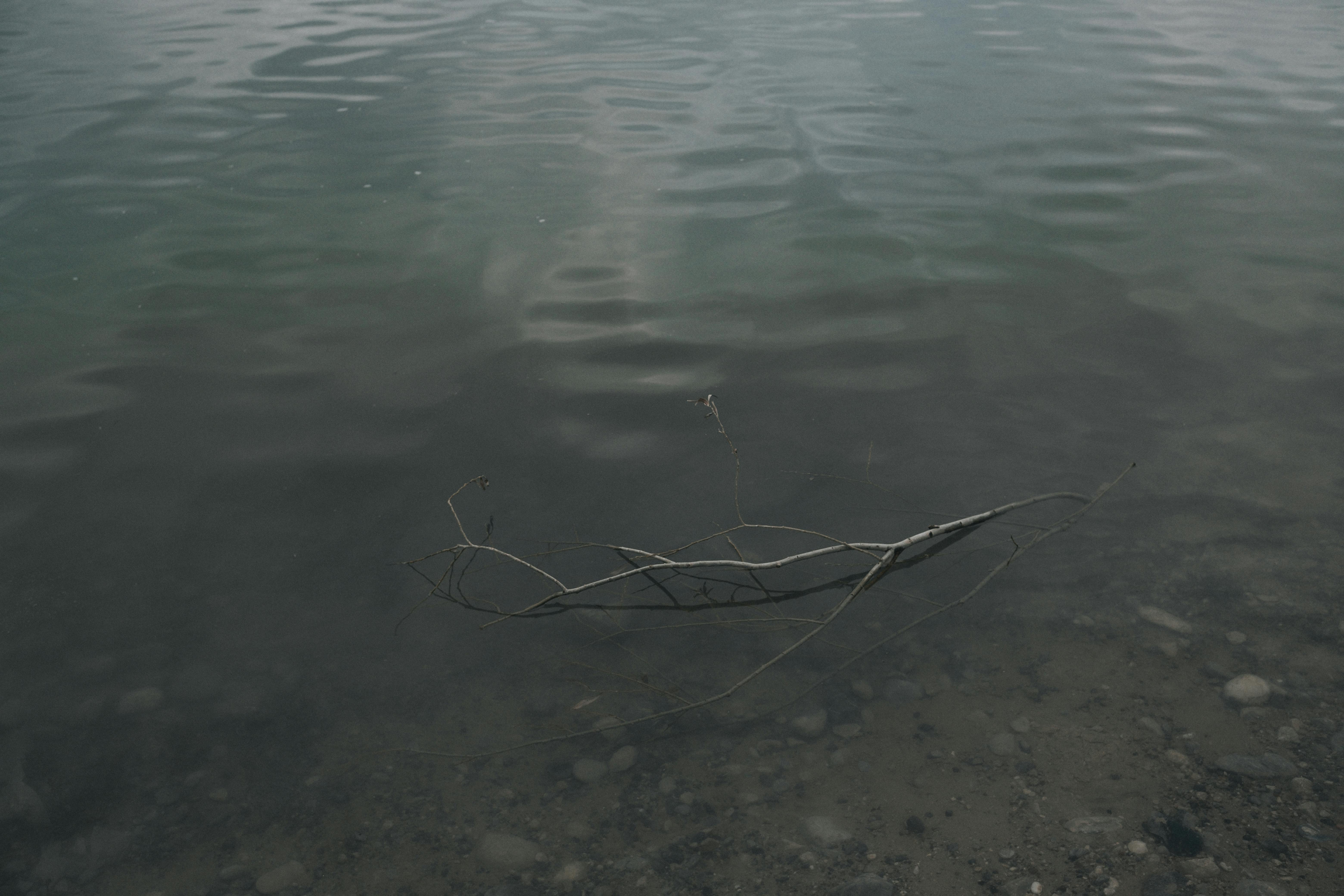 Brown Tree Branch Floating on Water · Free Stock Photo