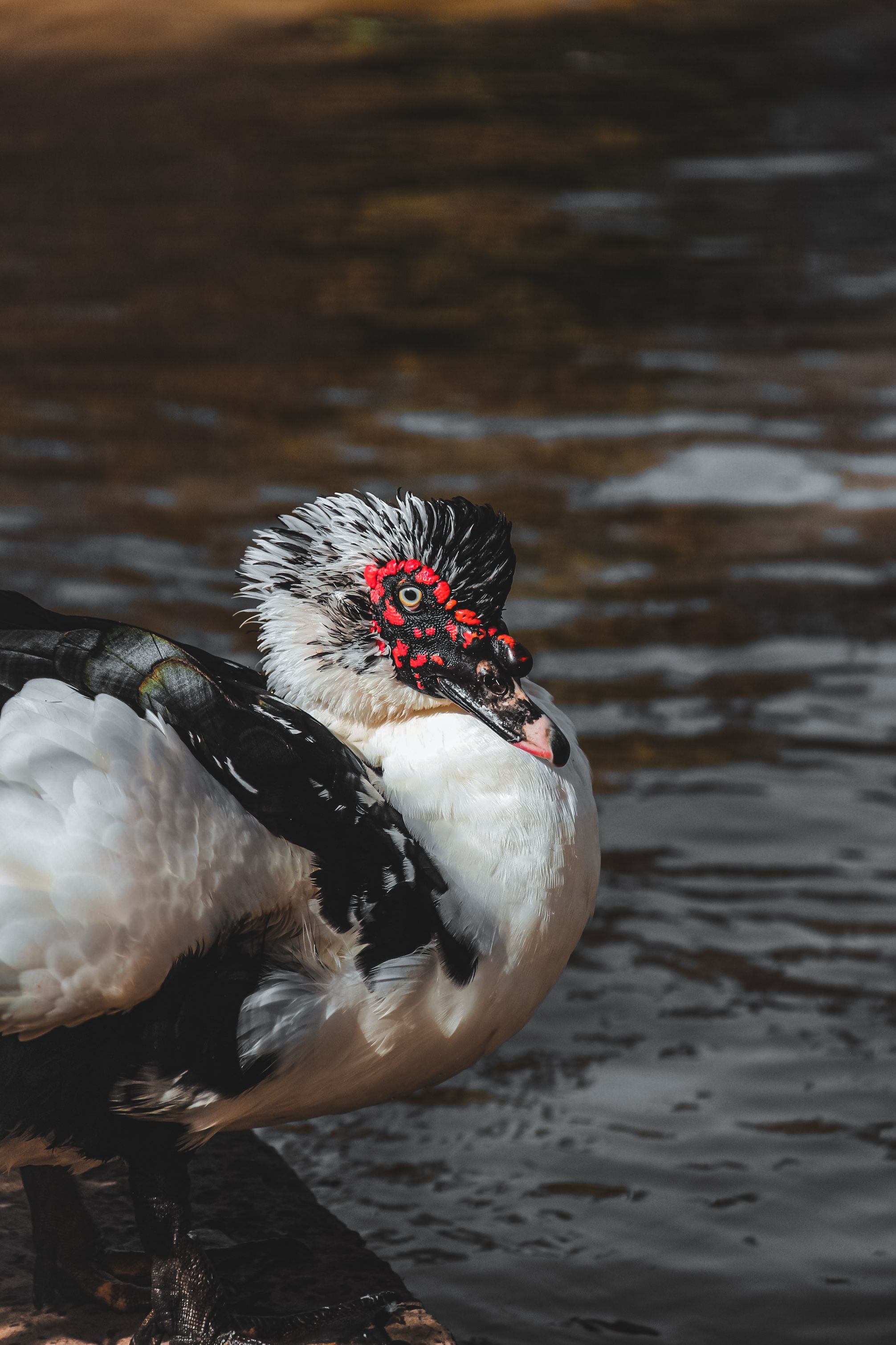 White Duck Beside a Body of Water · Free Stock Photo