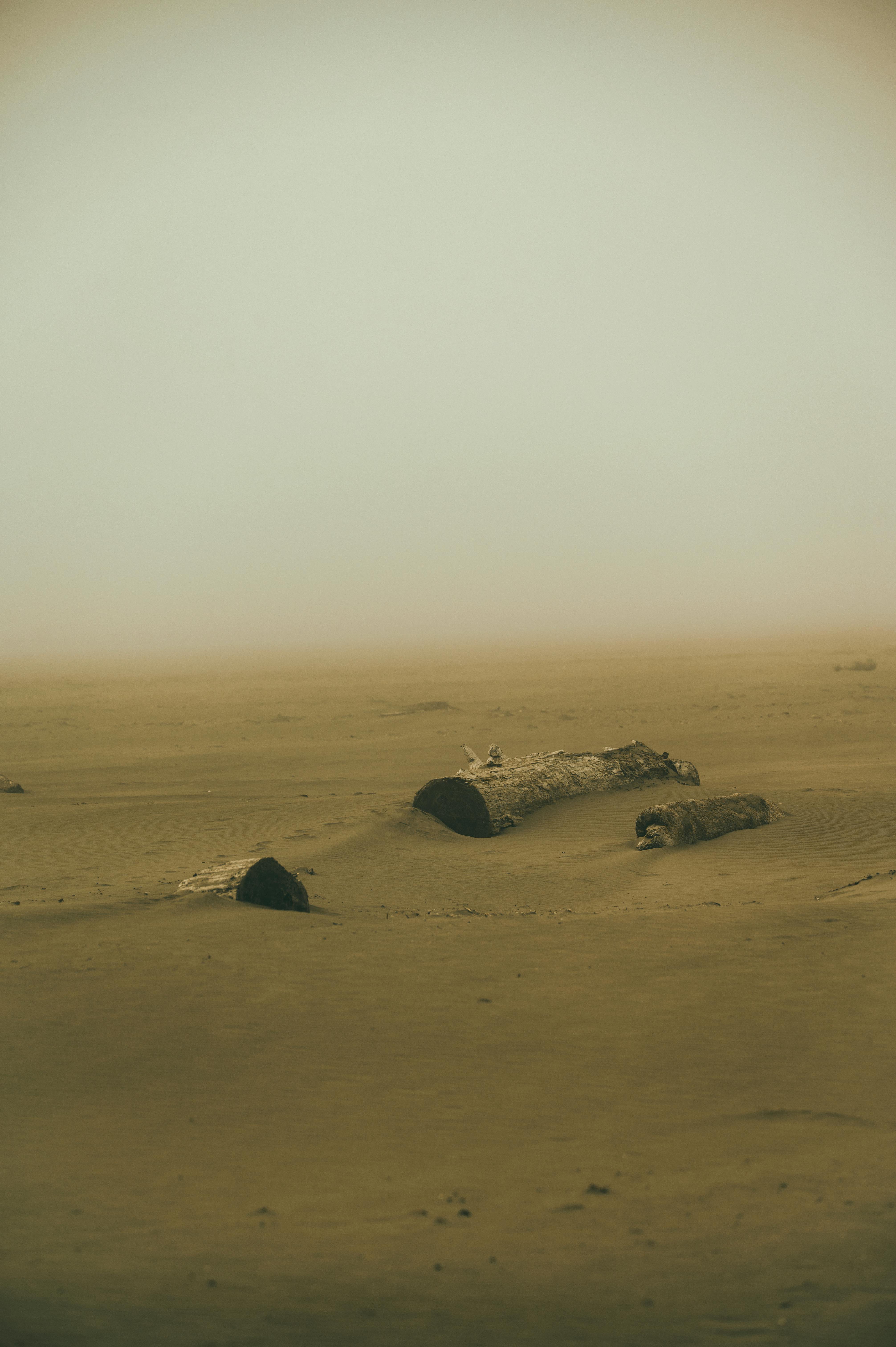 Tree Trunk on the Desert · Free Stock Photo