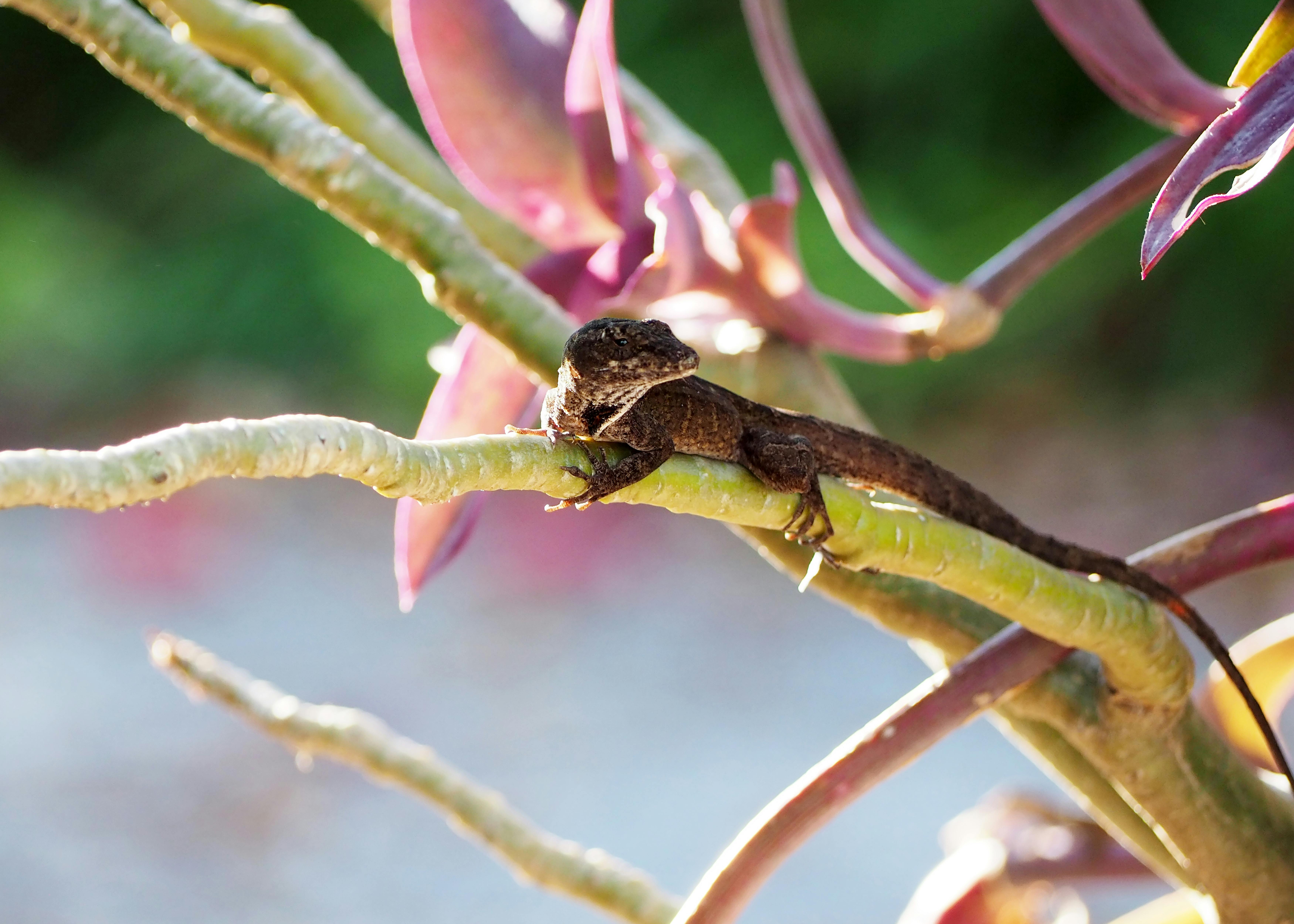 Lizards 22 Photos & Videos Collected by Alexa Heinrich