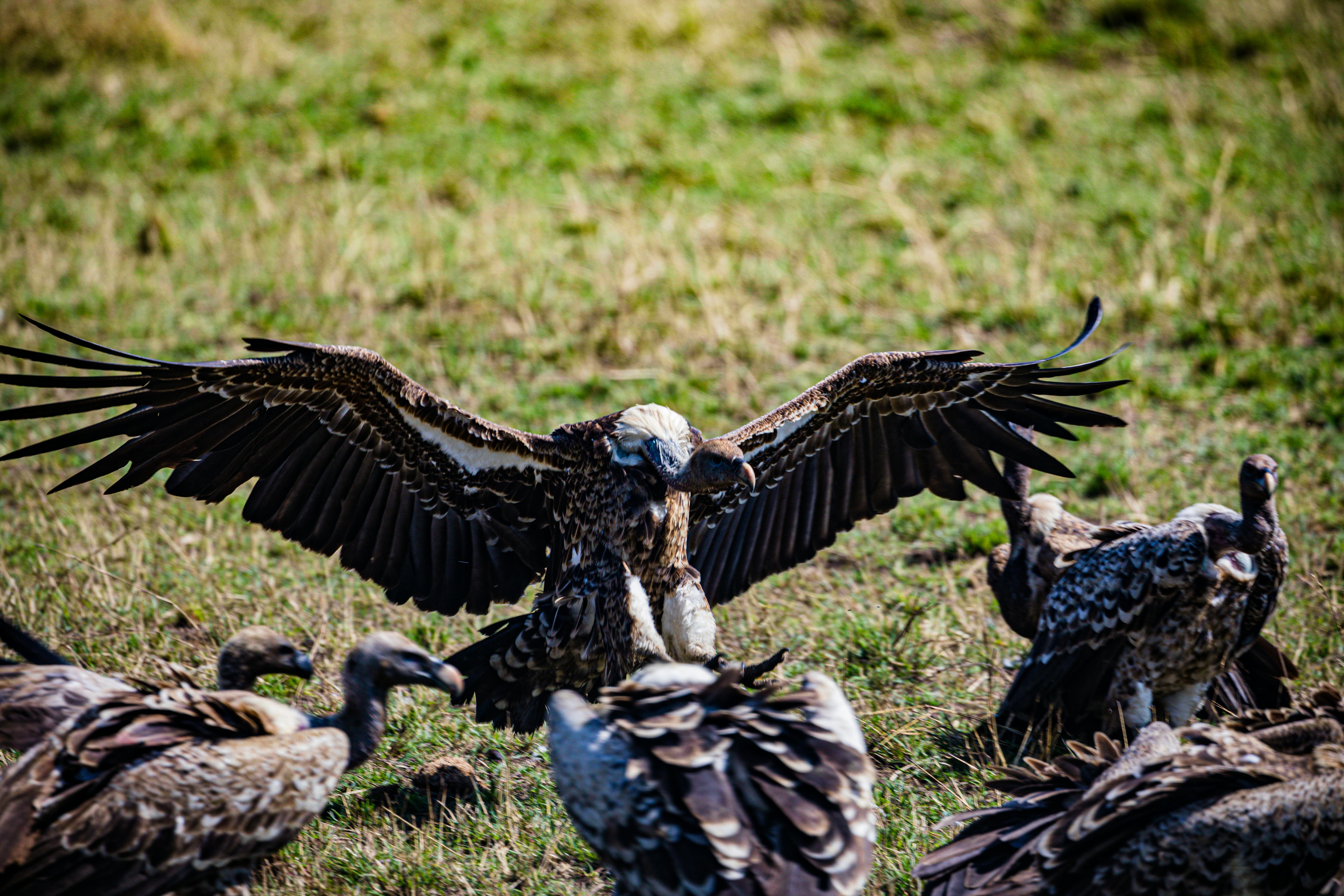 Vultures Scavenging Dead Animals · Free Stock Photo