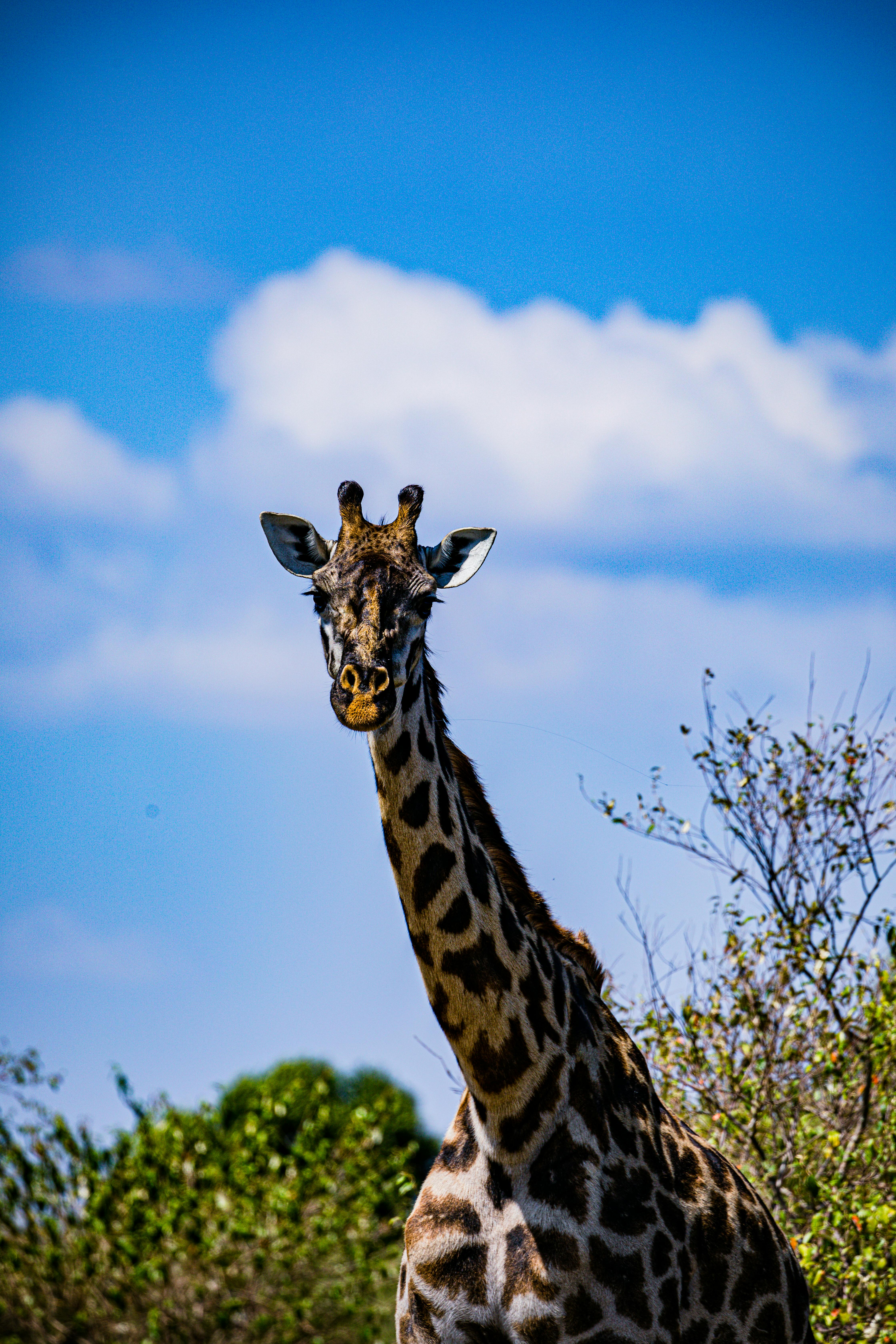 Giraffe Under Blue Sky · Free Stock Photo