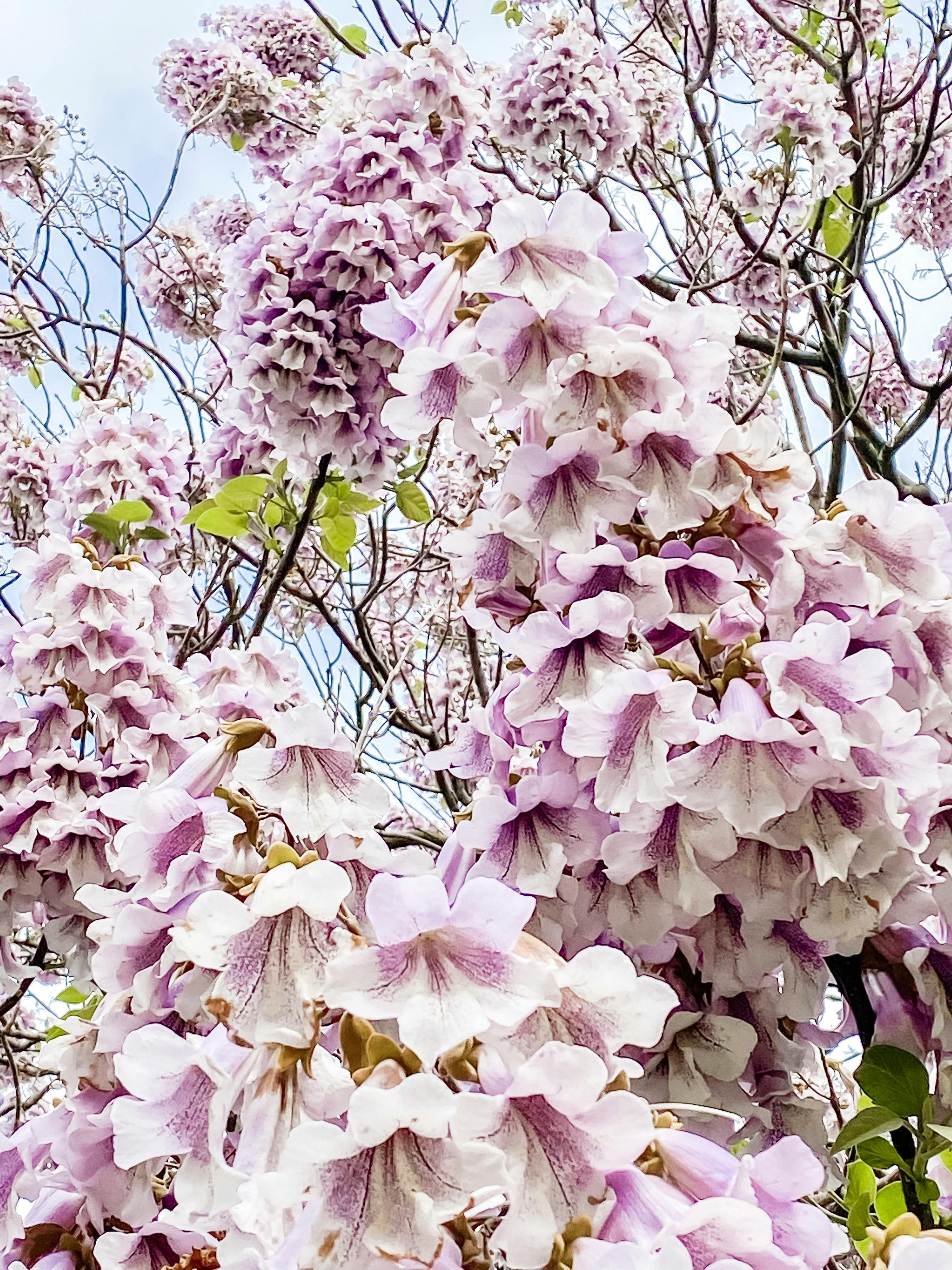 Paulownia Flowers Photos, Download Free Paulownia Flowers Stock Photos ...