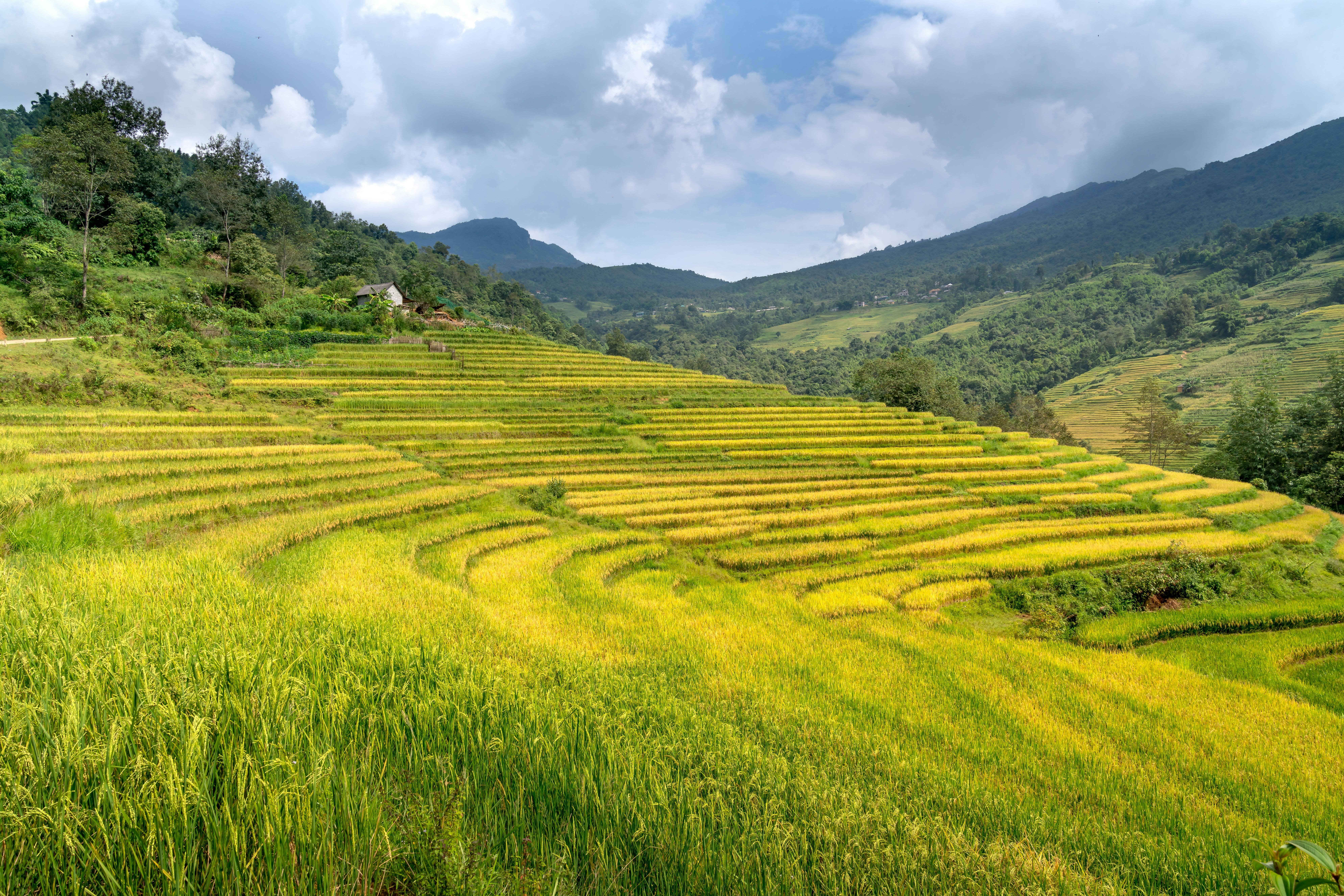 Rice Terraces in the Mountain · Free Stock Photo