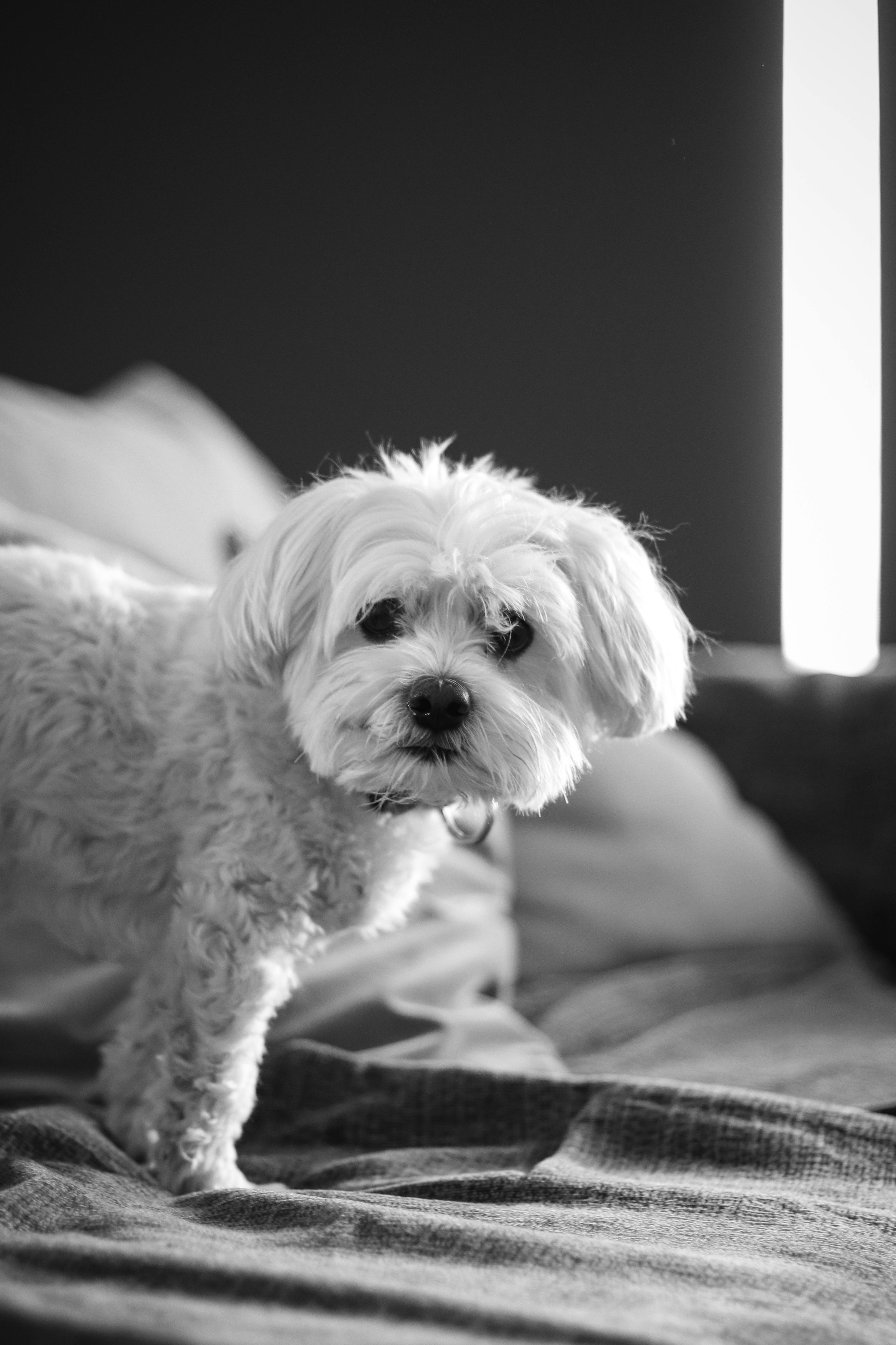 Grayscale Photo of a Maltese Dog · Free Stock Photo