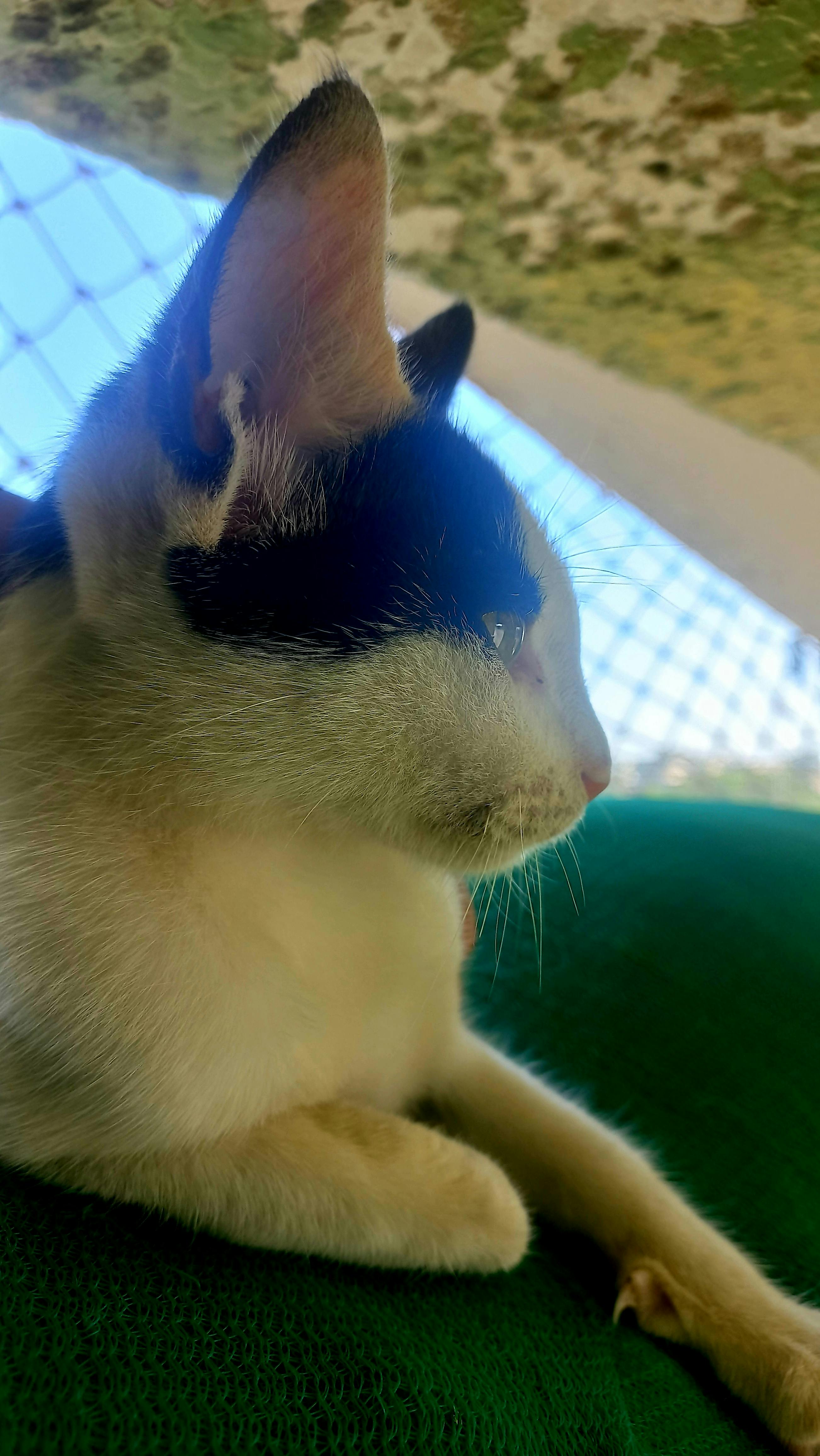 Habib Ullah - Fotografía