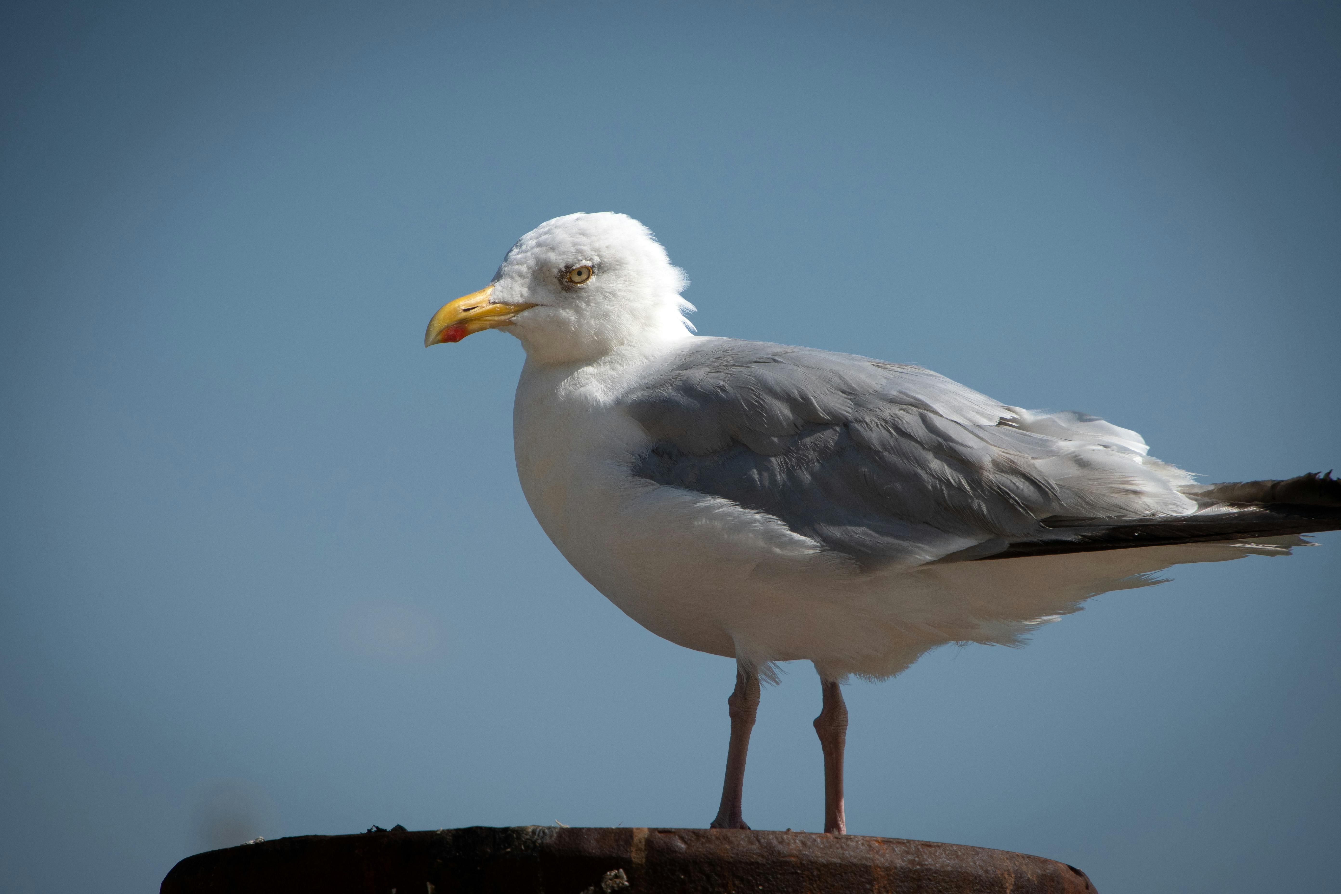 European Herring Gull on Rock · Free Stock Photo