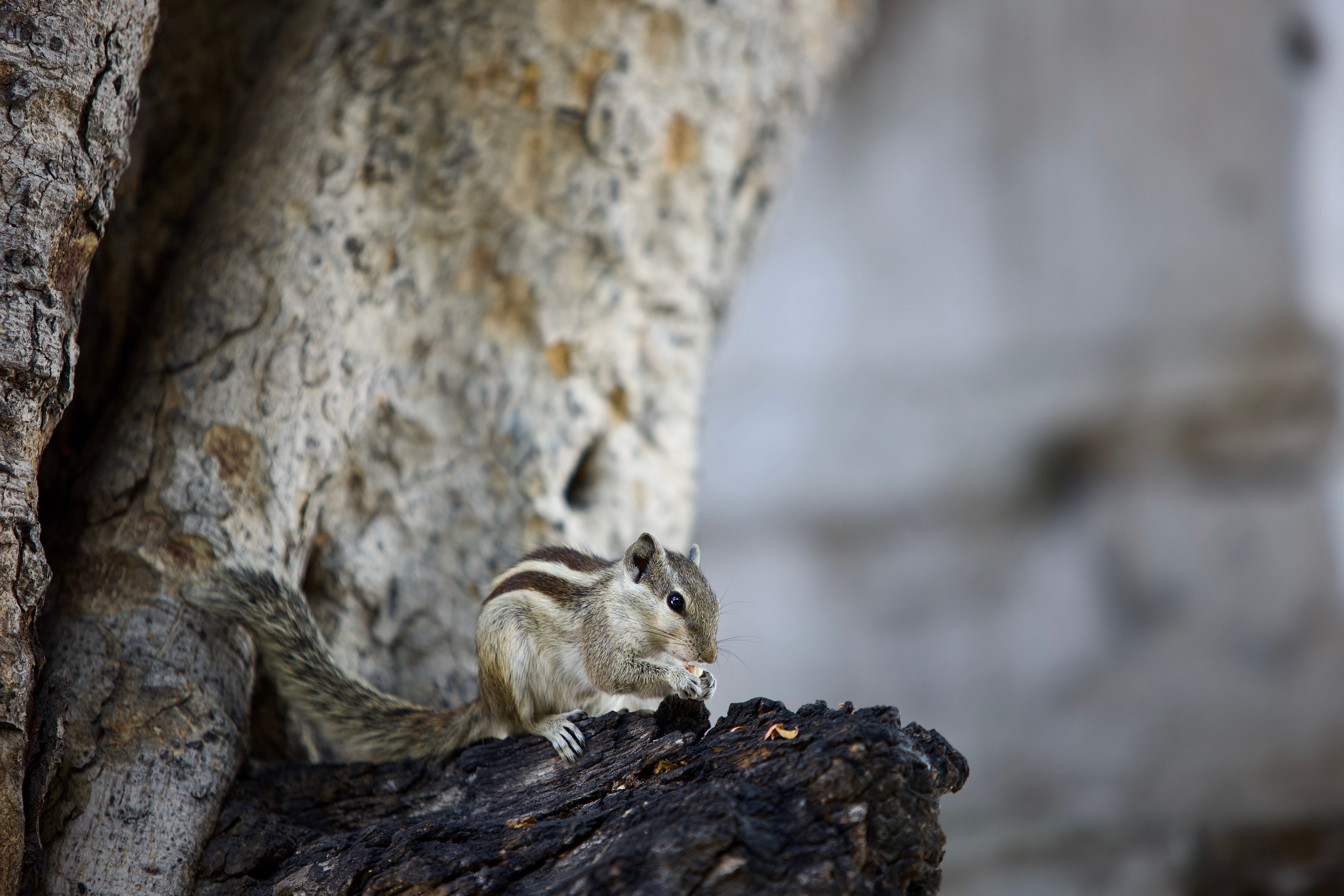 A Close-Up Shot of a Long-Tailed Chinchilla · Free Stock Photo