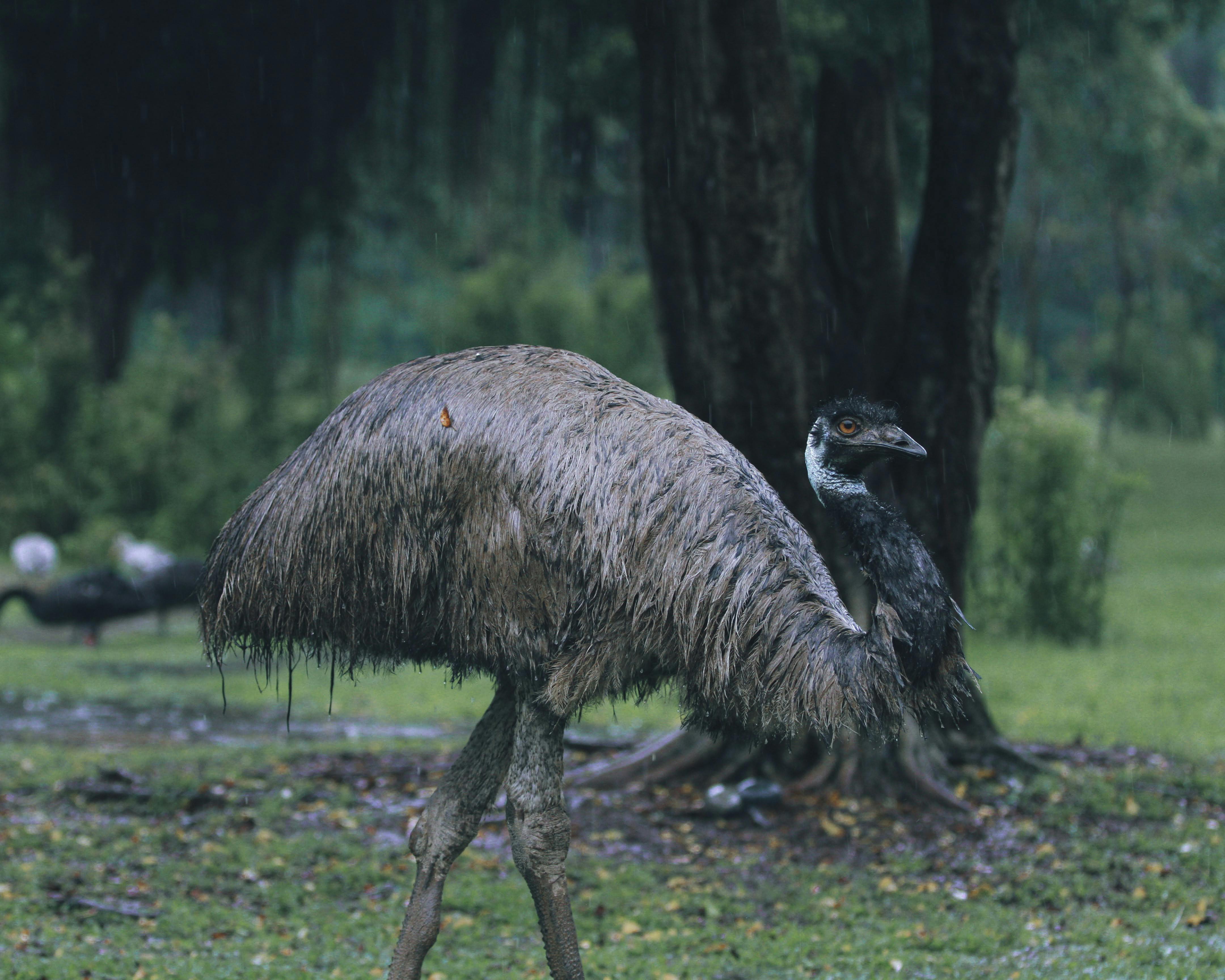 Emu Bird Walking through Trees · Free Stock Photo
