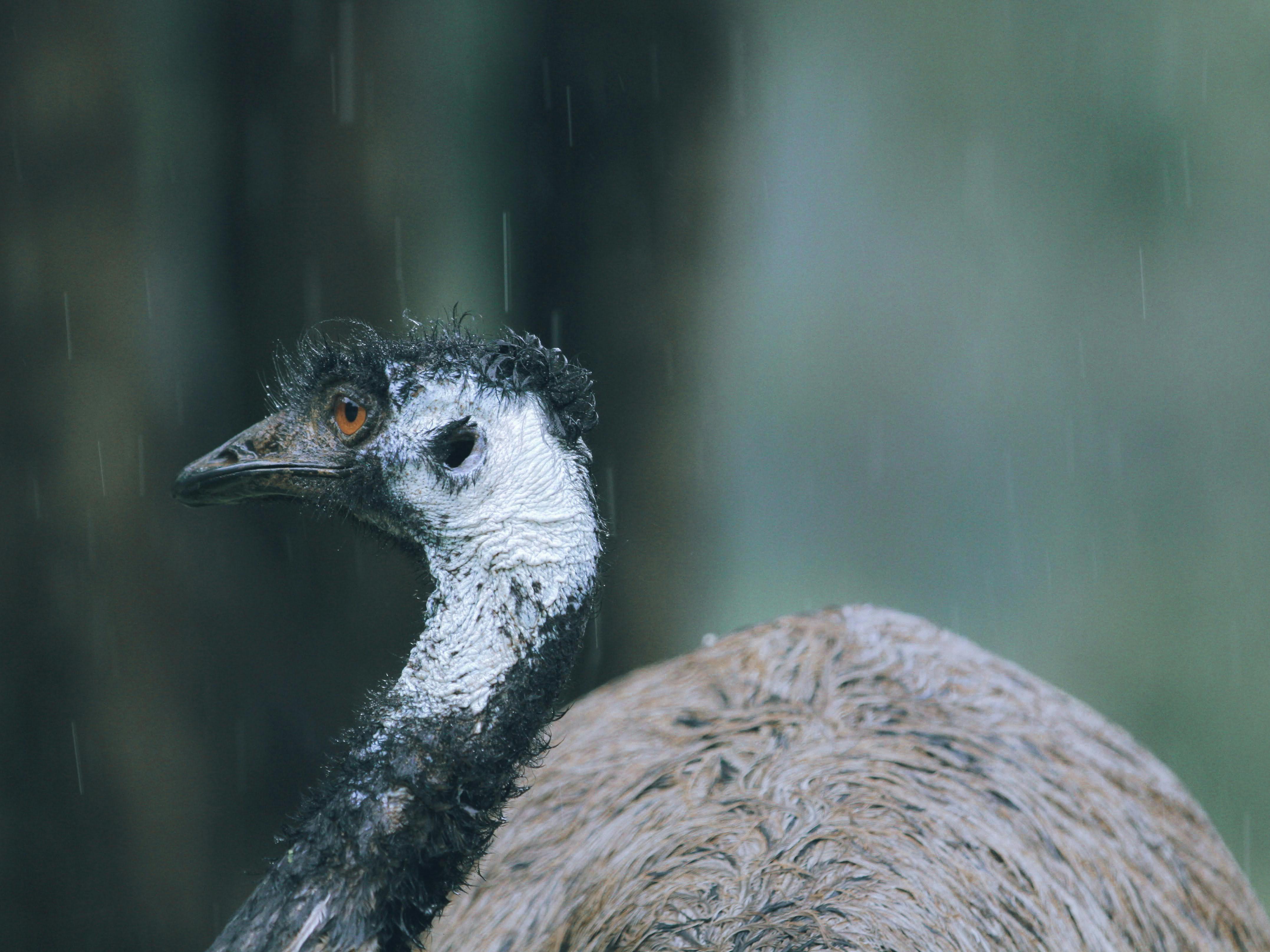 An Emu Under the Rain · Free Stock Photo