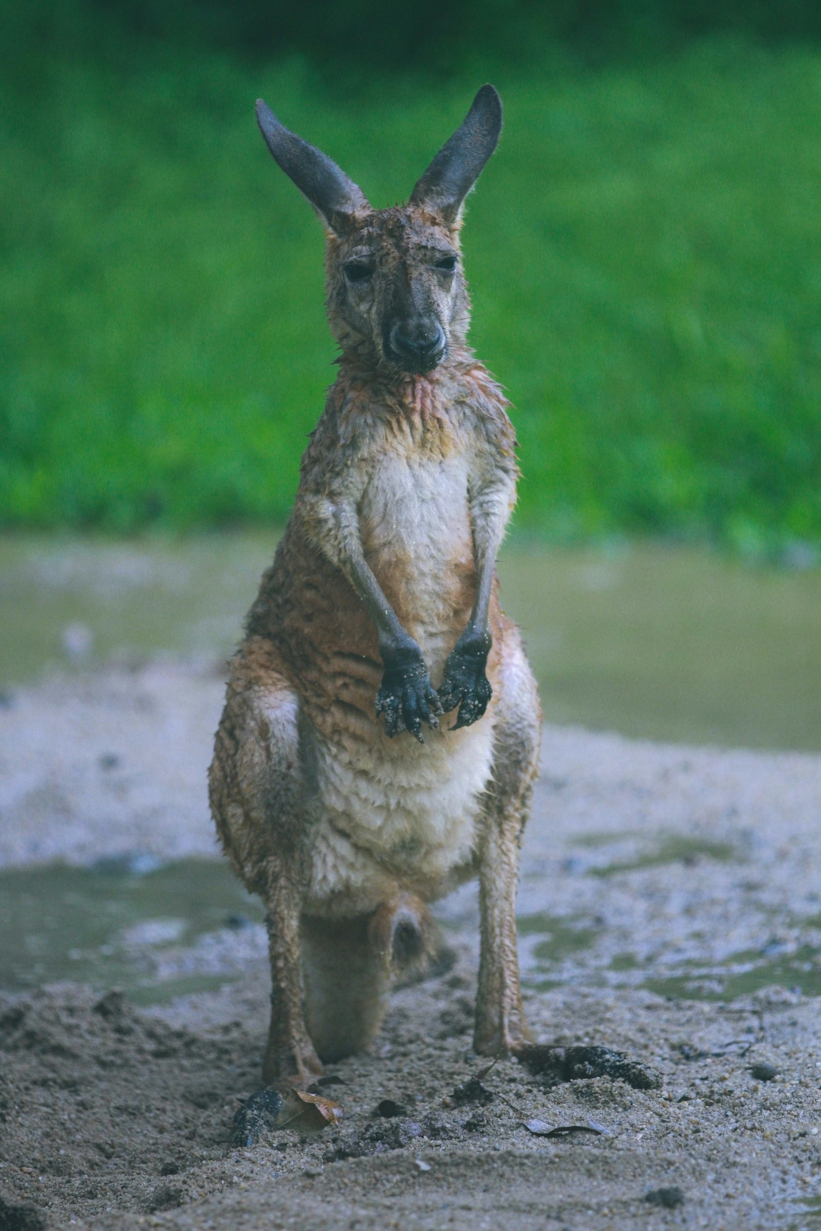 Brown Kangaroo on Sand · Free Stock Photo