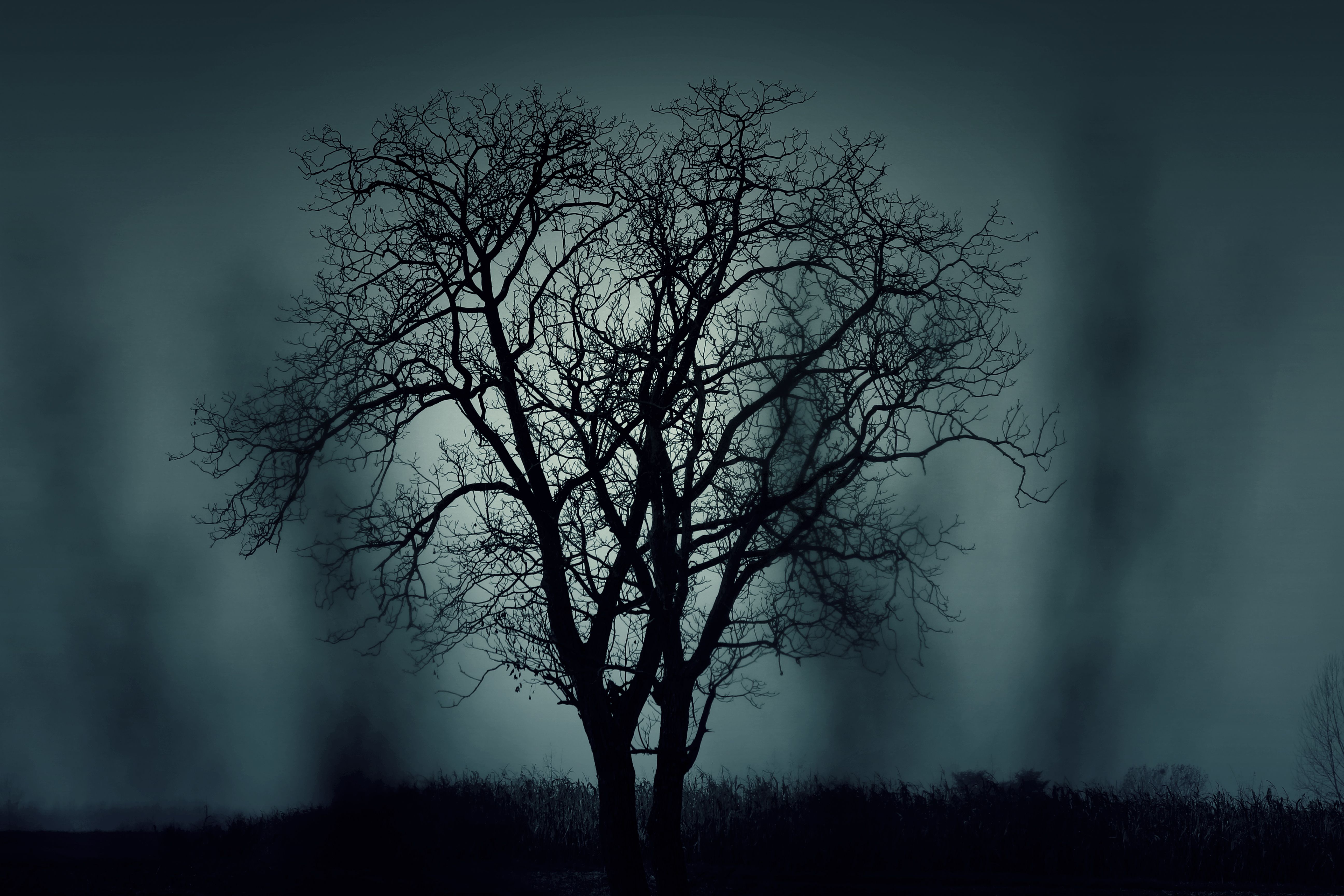 Kostenloses Foto zum Thema: baum, baum in der nacht, dunkel