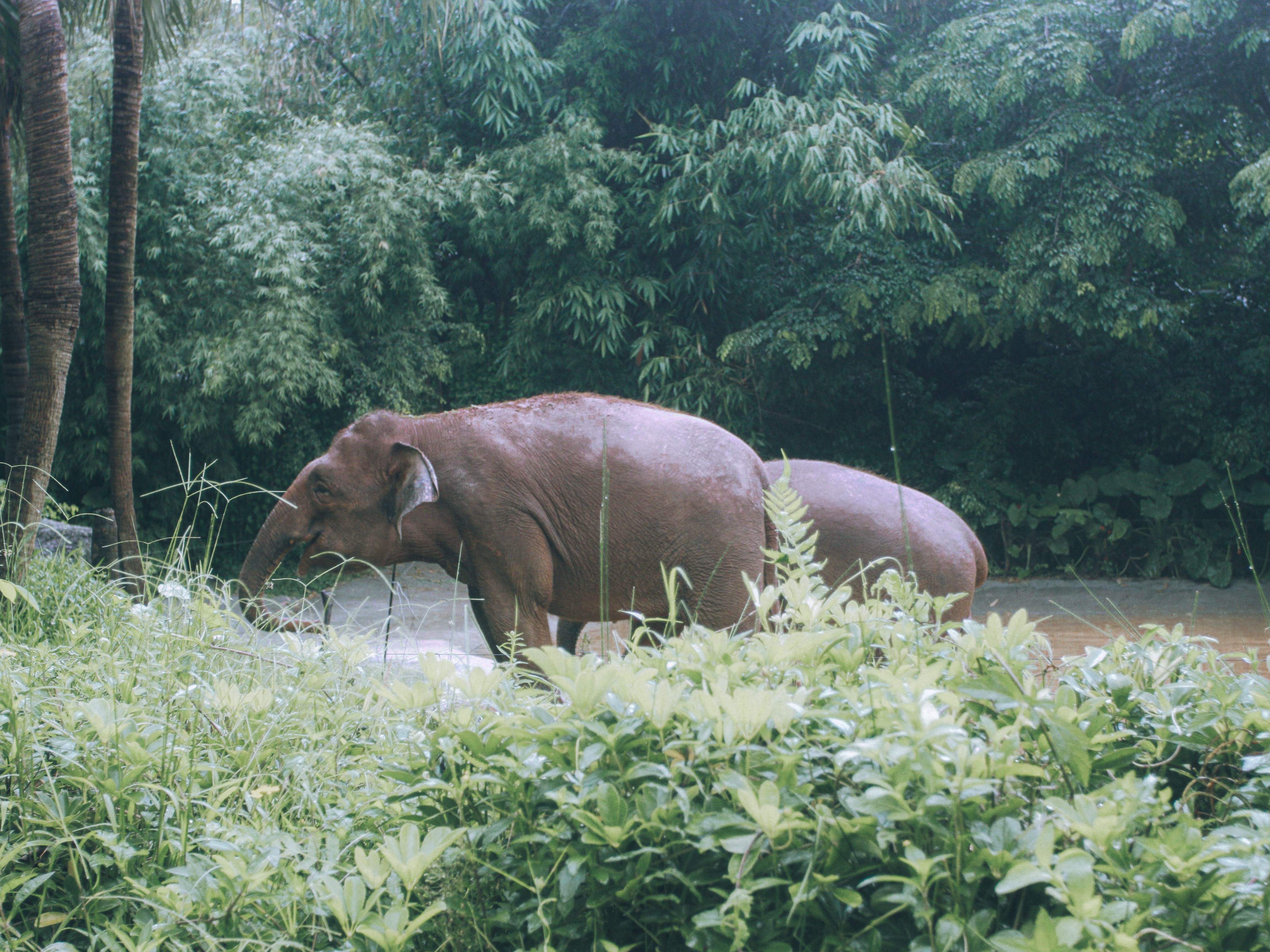 Elephants In Forest Photos, Download The BEST Free Elephants In Forest ...