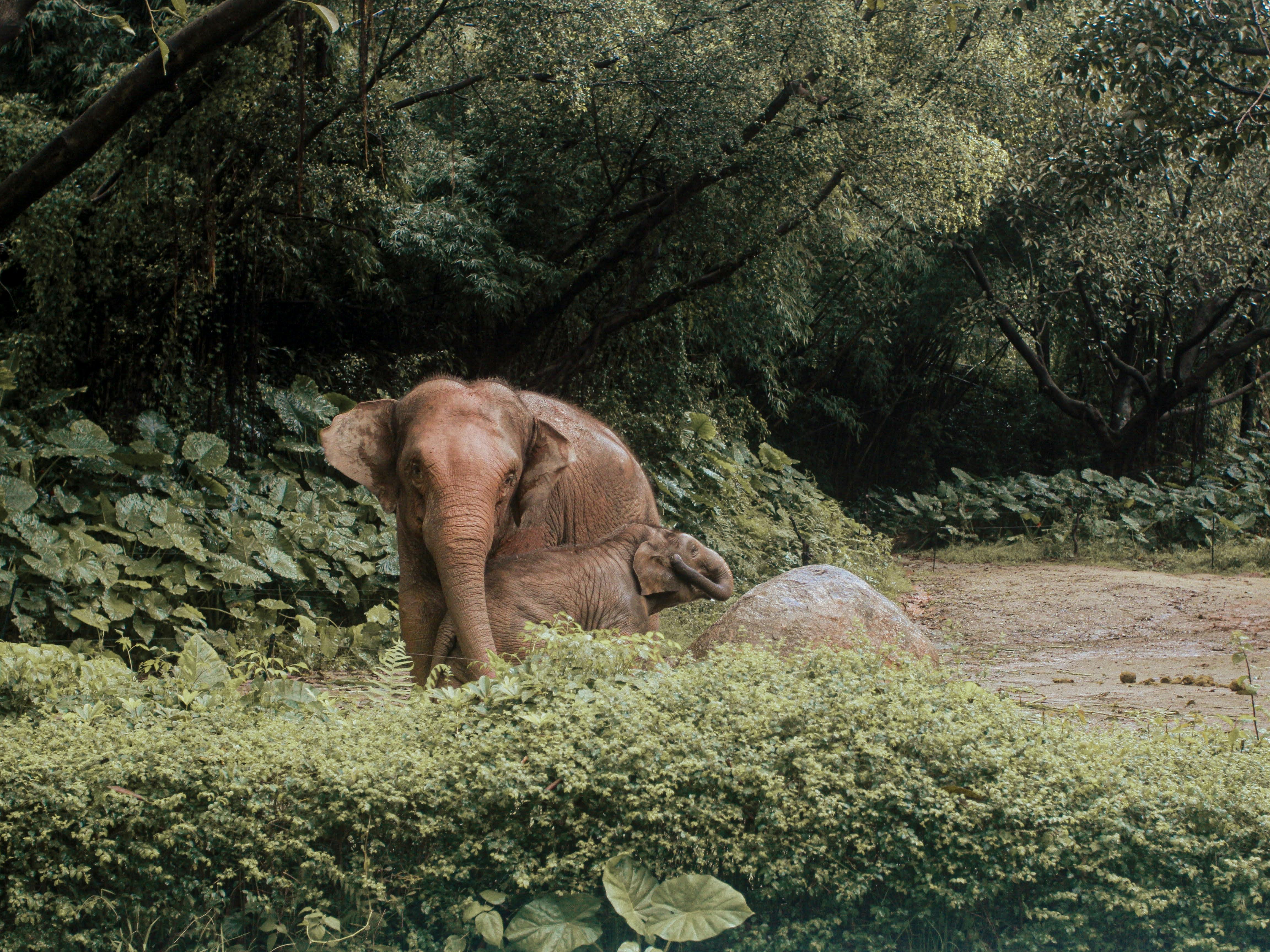 Elephant Poaching Photos, Download The BEST Free Elephant Poaching ...