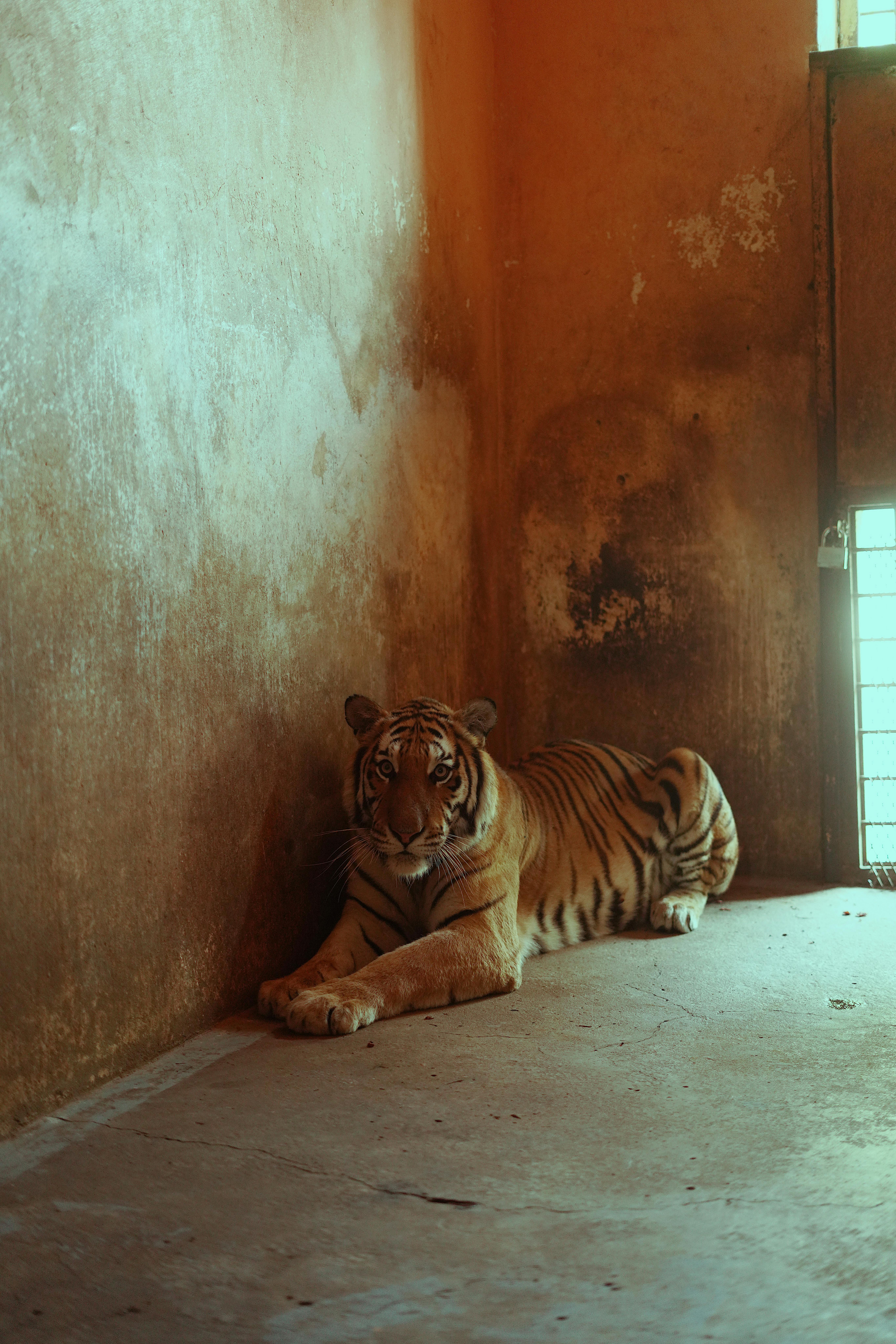 Tiger Room Photos, Download The BEST Free Tiger Room Stock Photos & HD ...