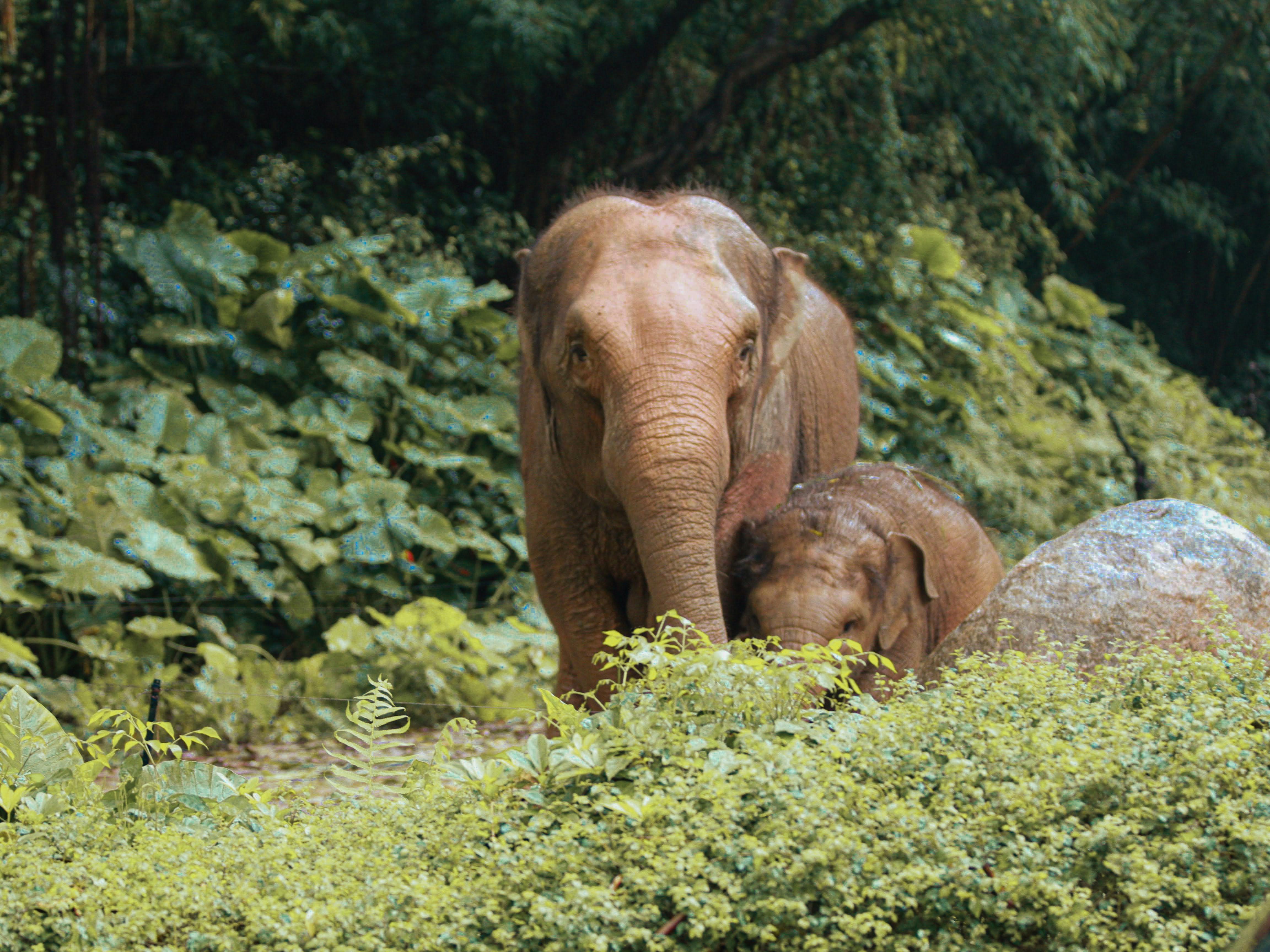 Elephants in Nature · Free Stock Photo