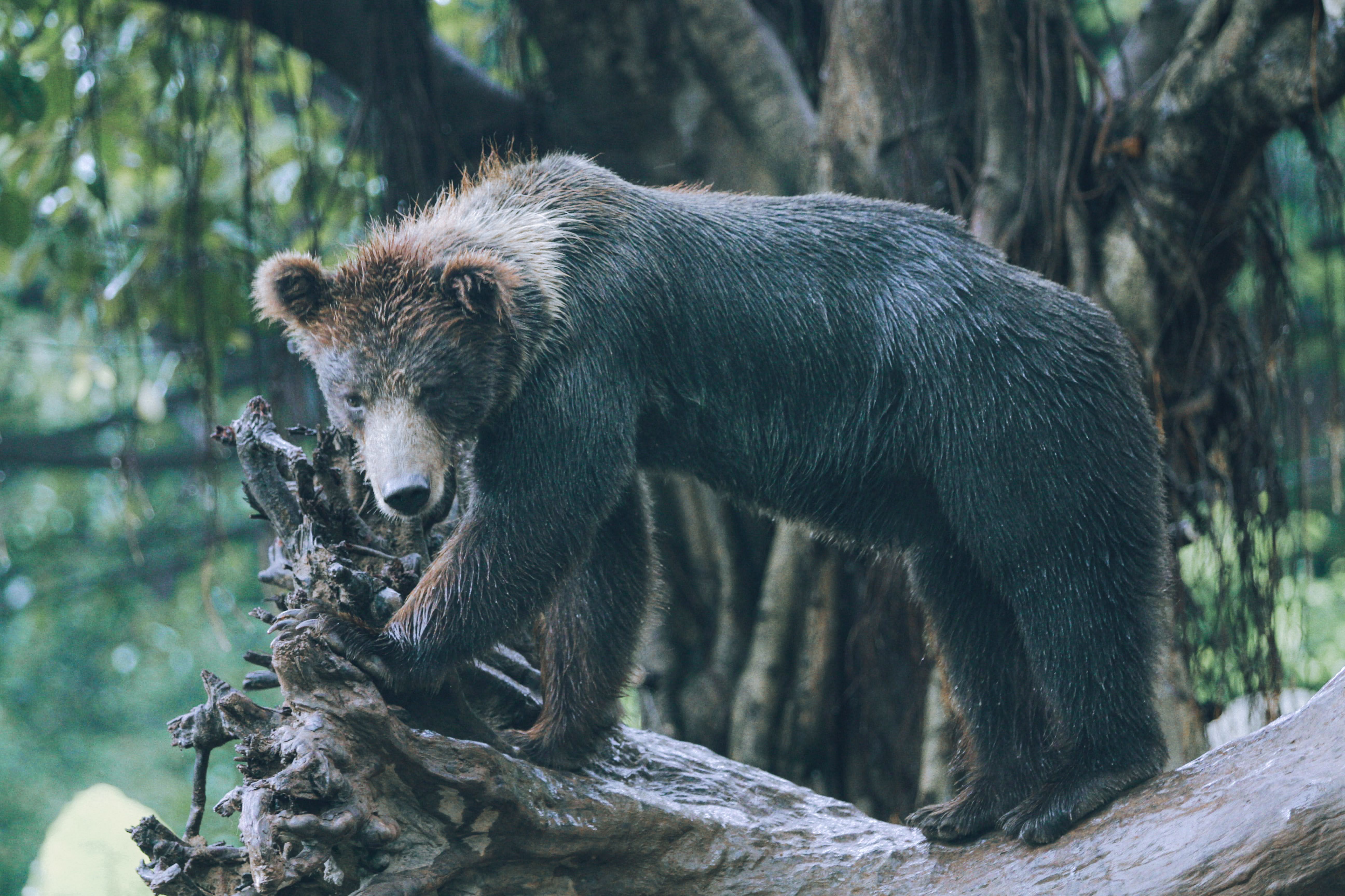Close-up of a Bear on a Tree Trunk · Free Stock Photo