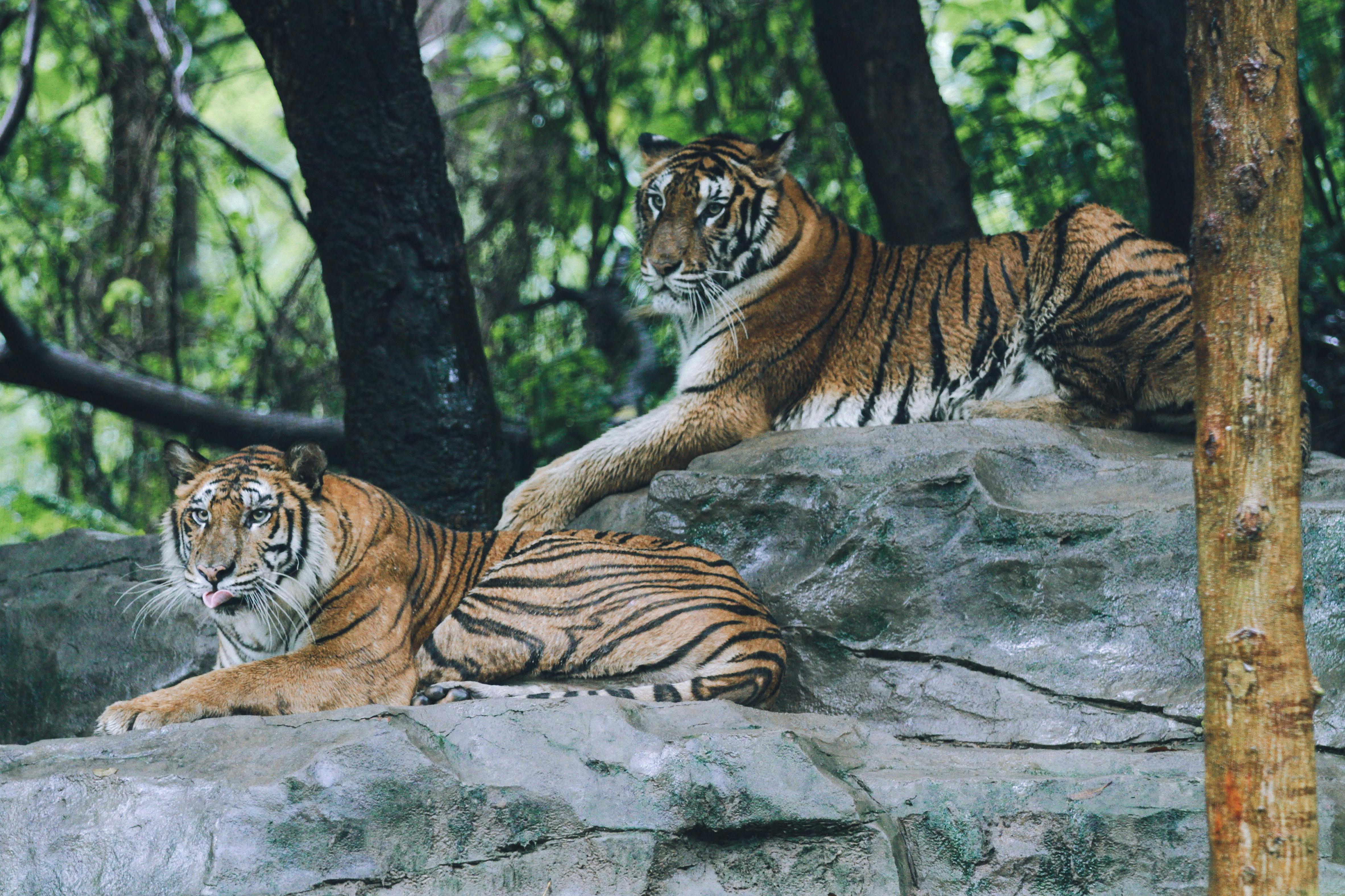 Photo of Tigers near Trees · Free Stock Photo