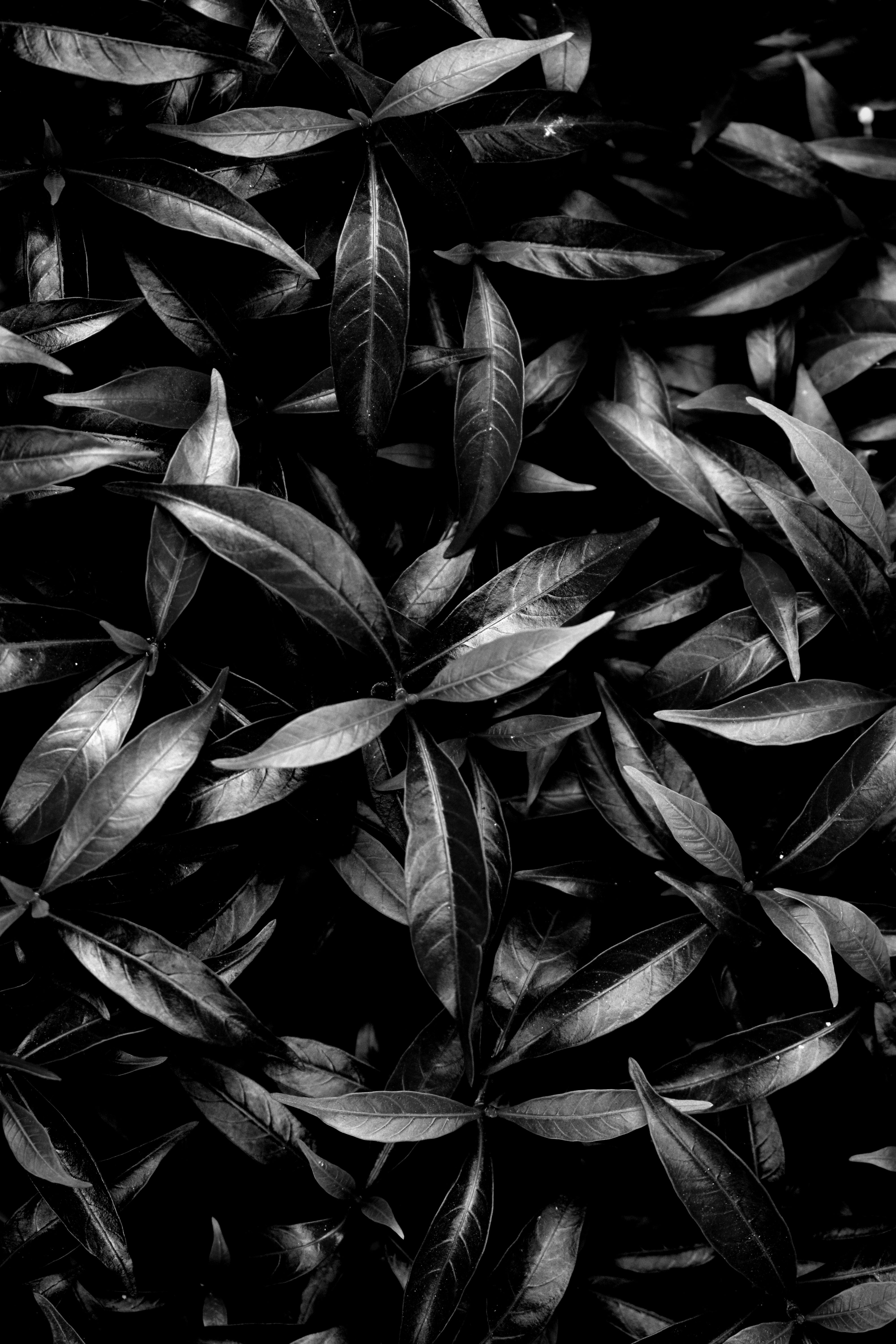 Grayscale Photo of Fern Leaves · Free Stock Photo