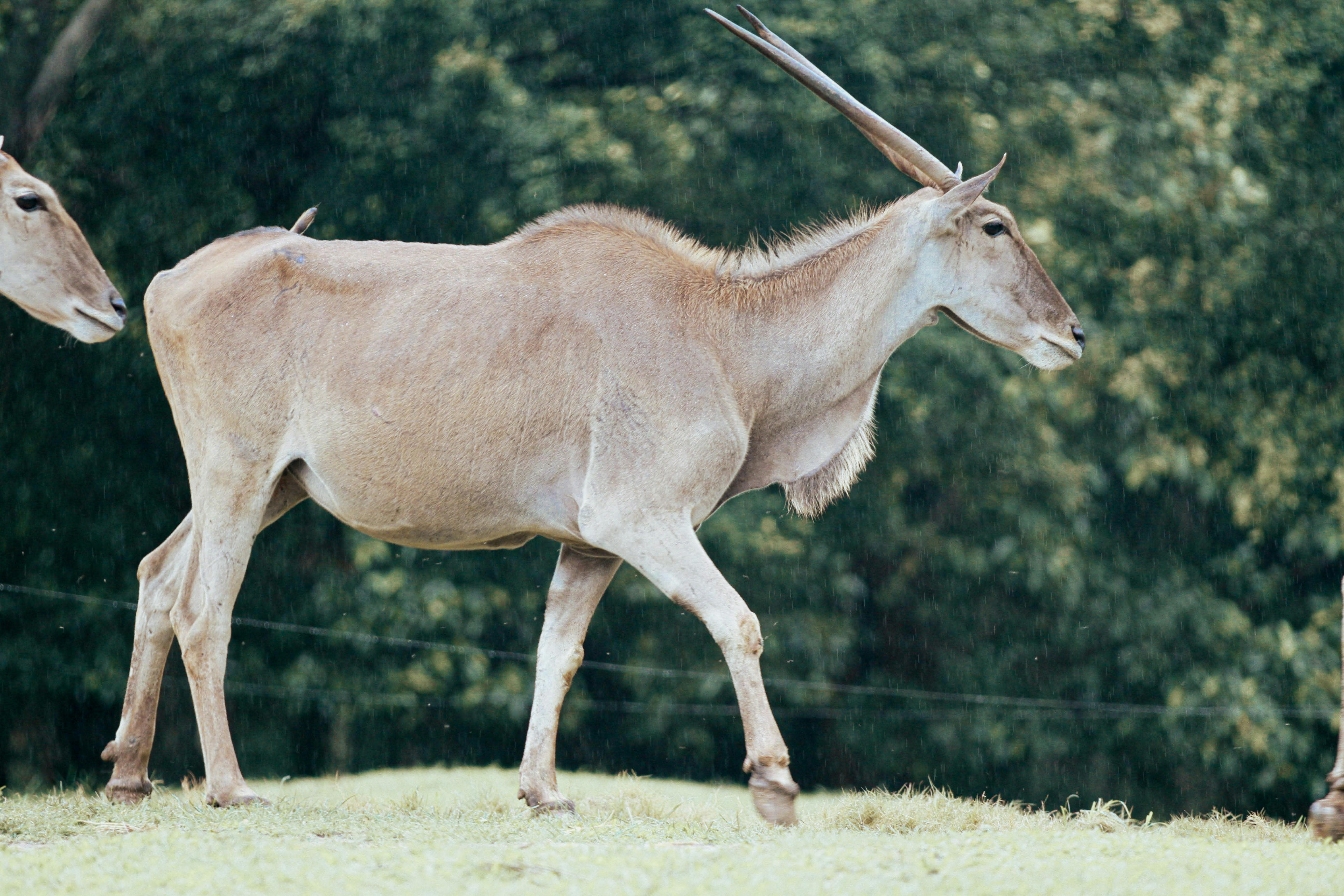 Eland Photos, Download The BEST Free Eland Stock Photos & HD Images