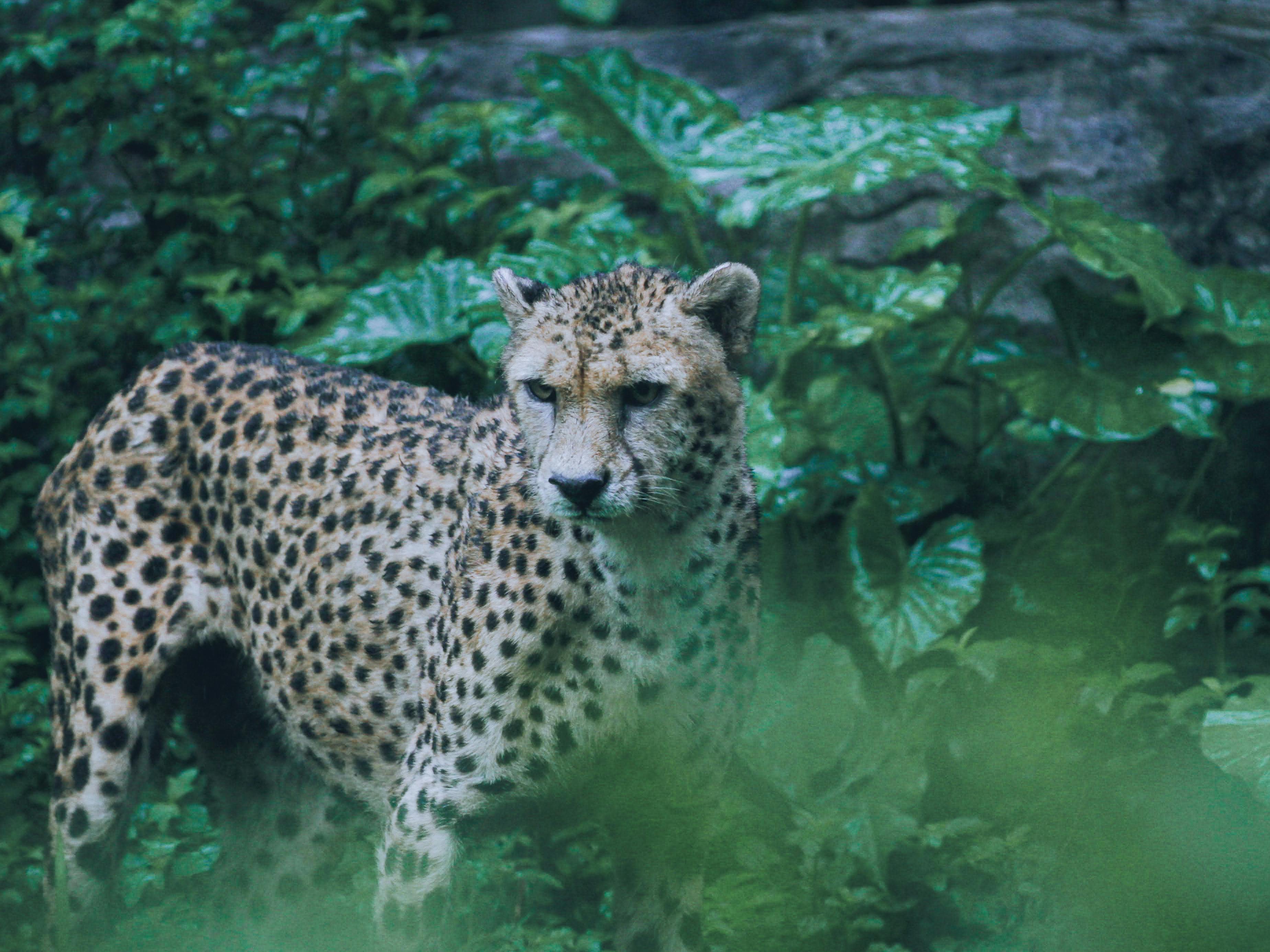 Cheetah Beside Green Plants · Free Stock Photo
