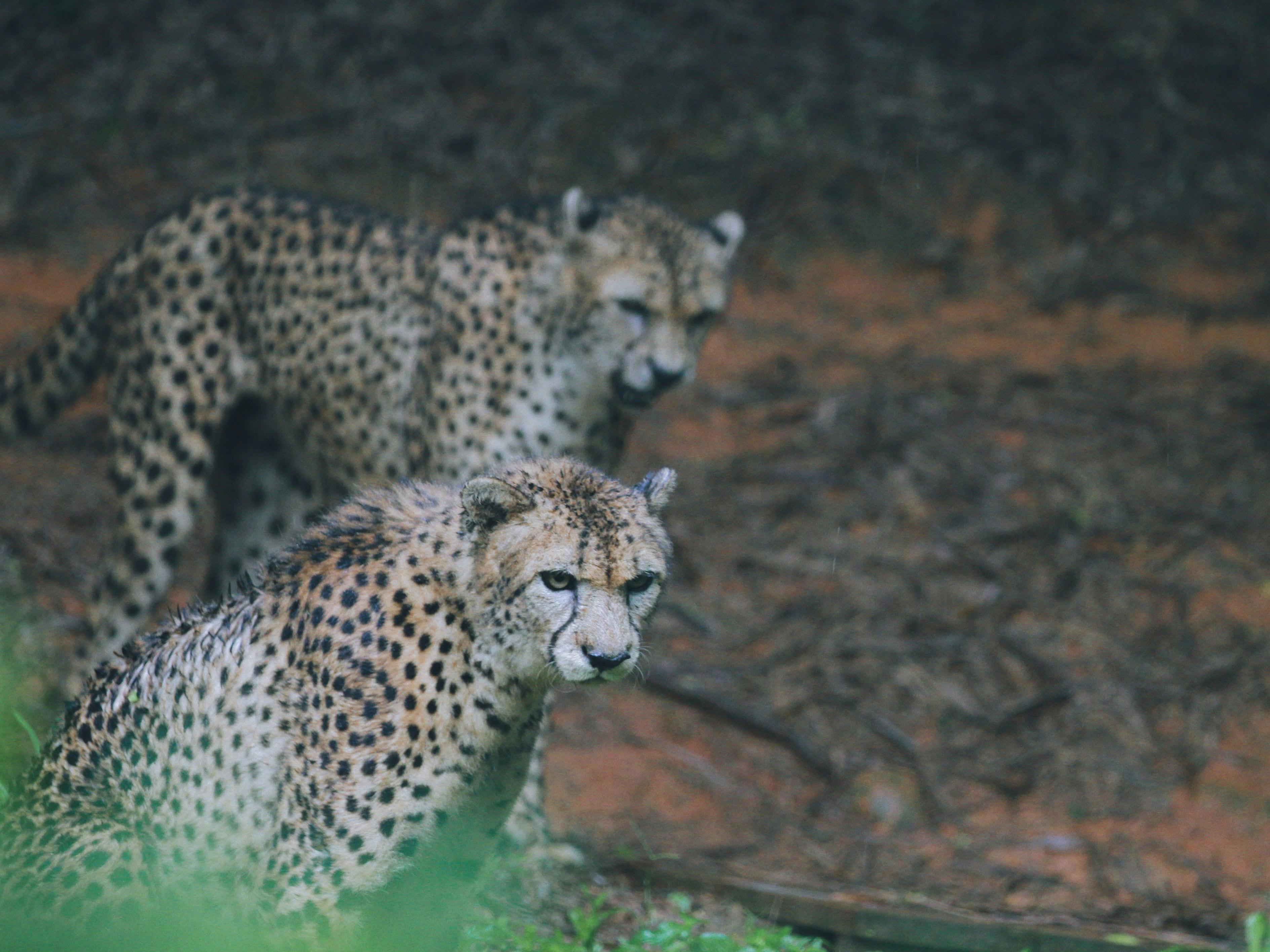 Pack Panthera Photos, Download The BEST Free Pack Panthera Stock Photos ...