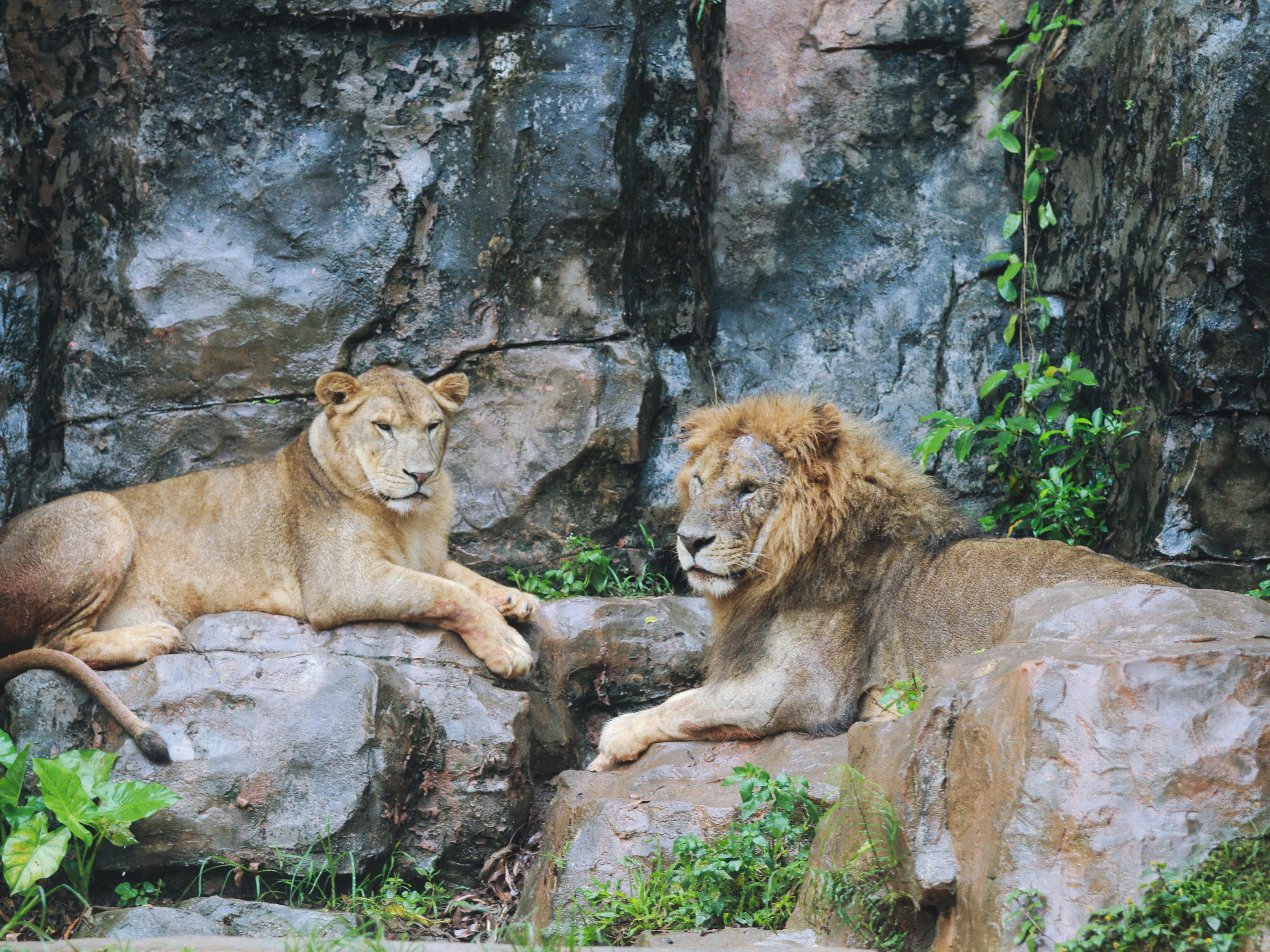 Animals Resting Photos, Download The BEST Free Animals Resting Stock ...