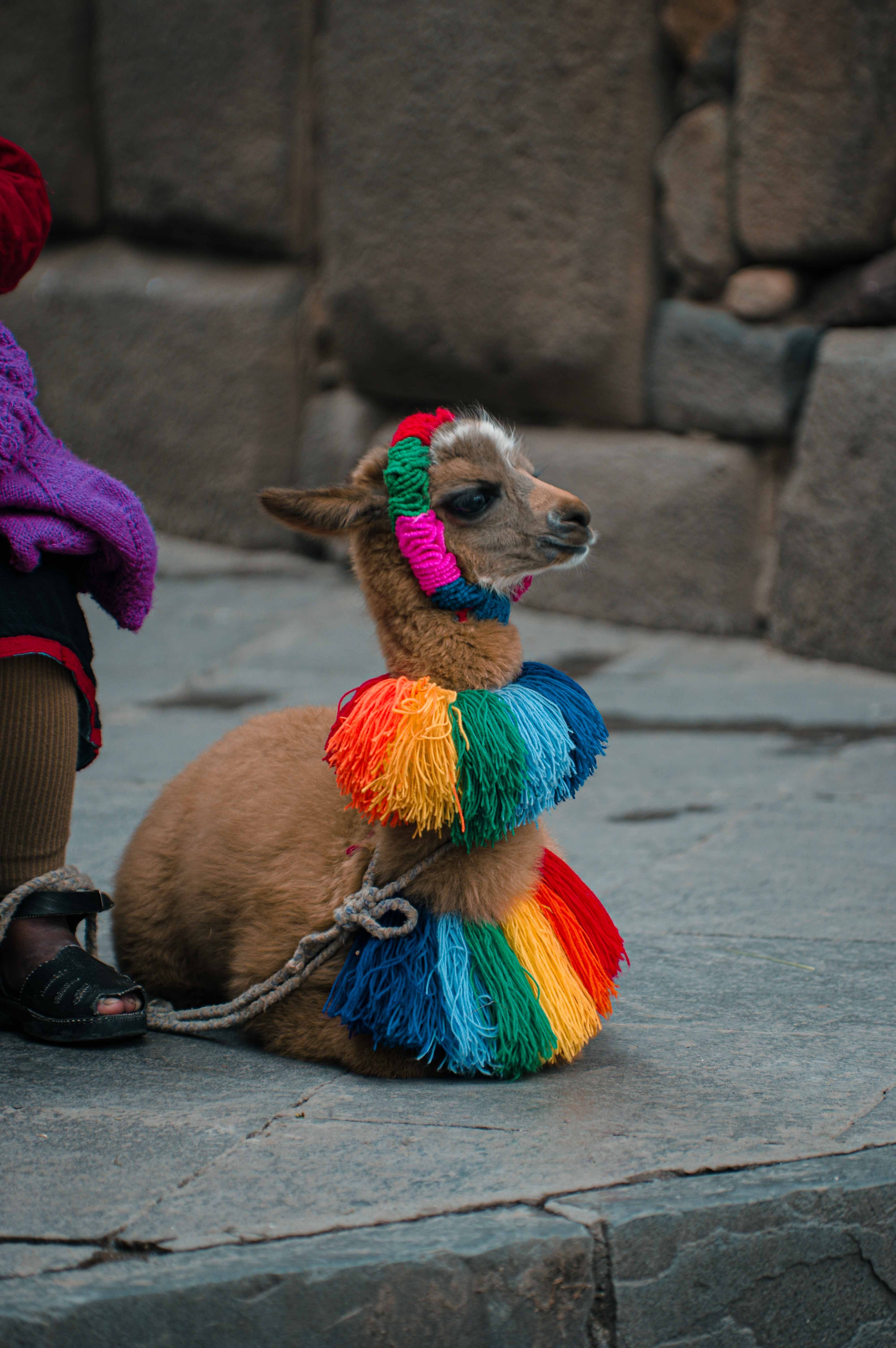 Llama on a Leash Lying on the Ground · Free Stock Photo