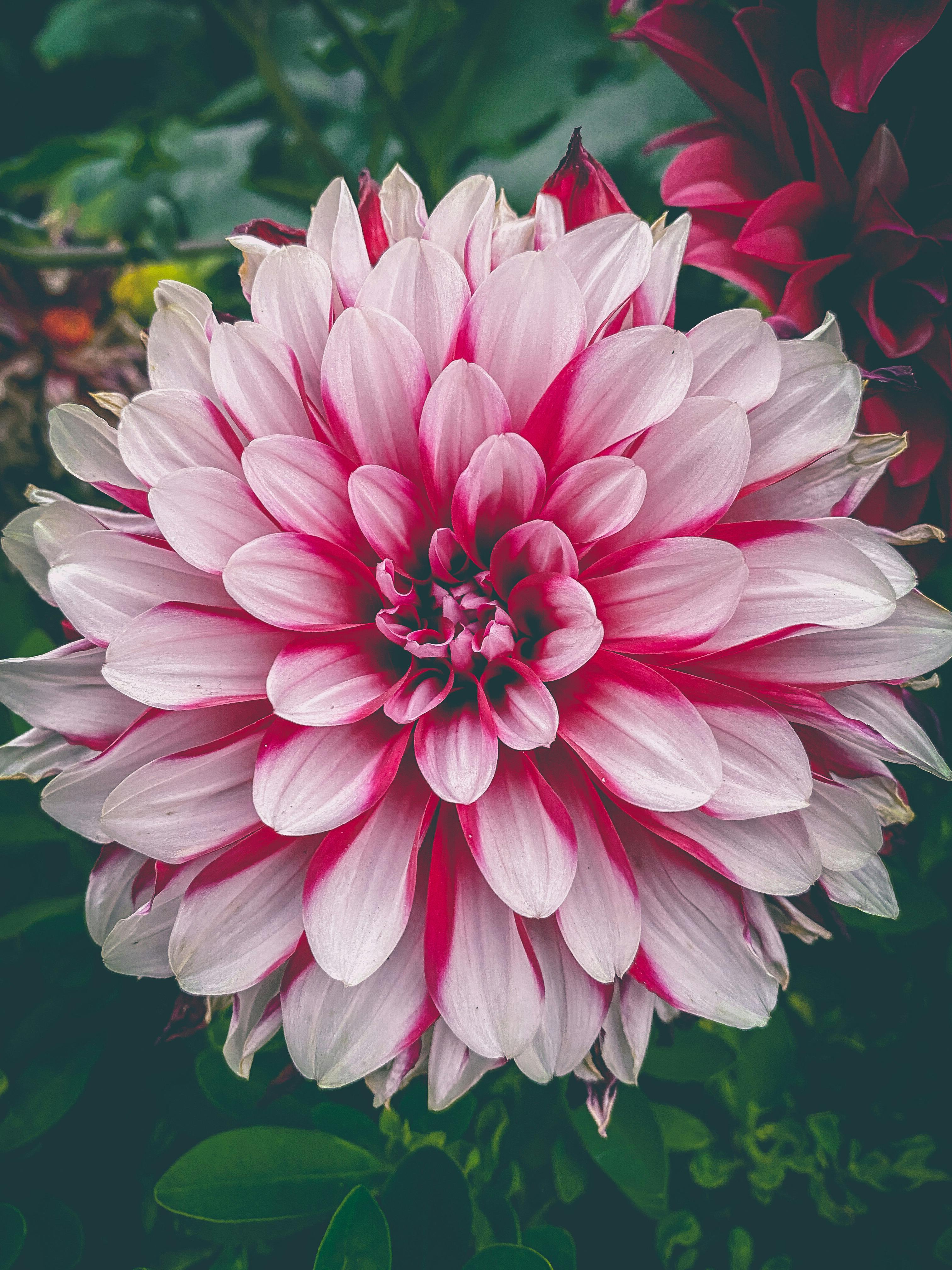 Photo of Red and White Petaled Flowers · Free Stock Photo