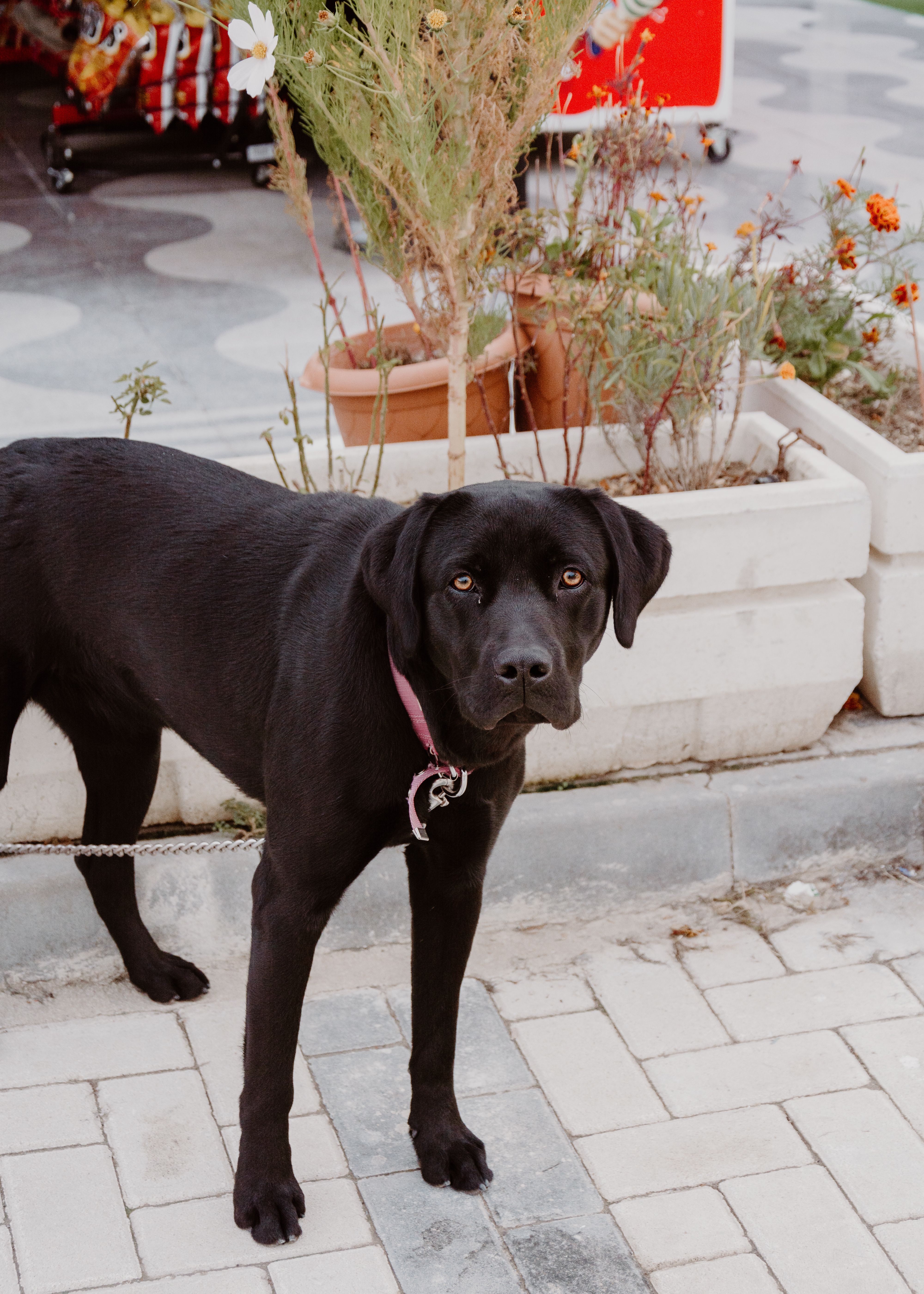 Black Labrador Retriever Standing Beside Plant Box · Free Stock Photo