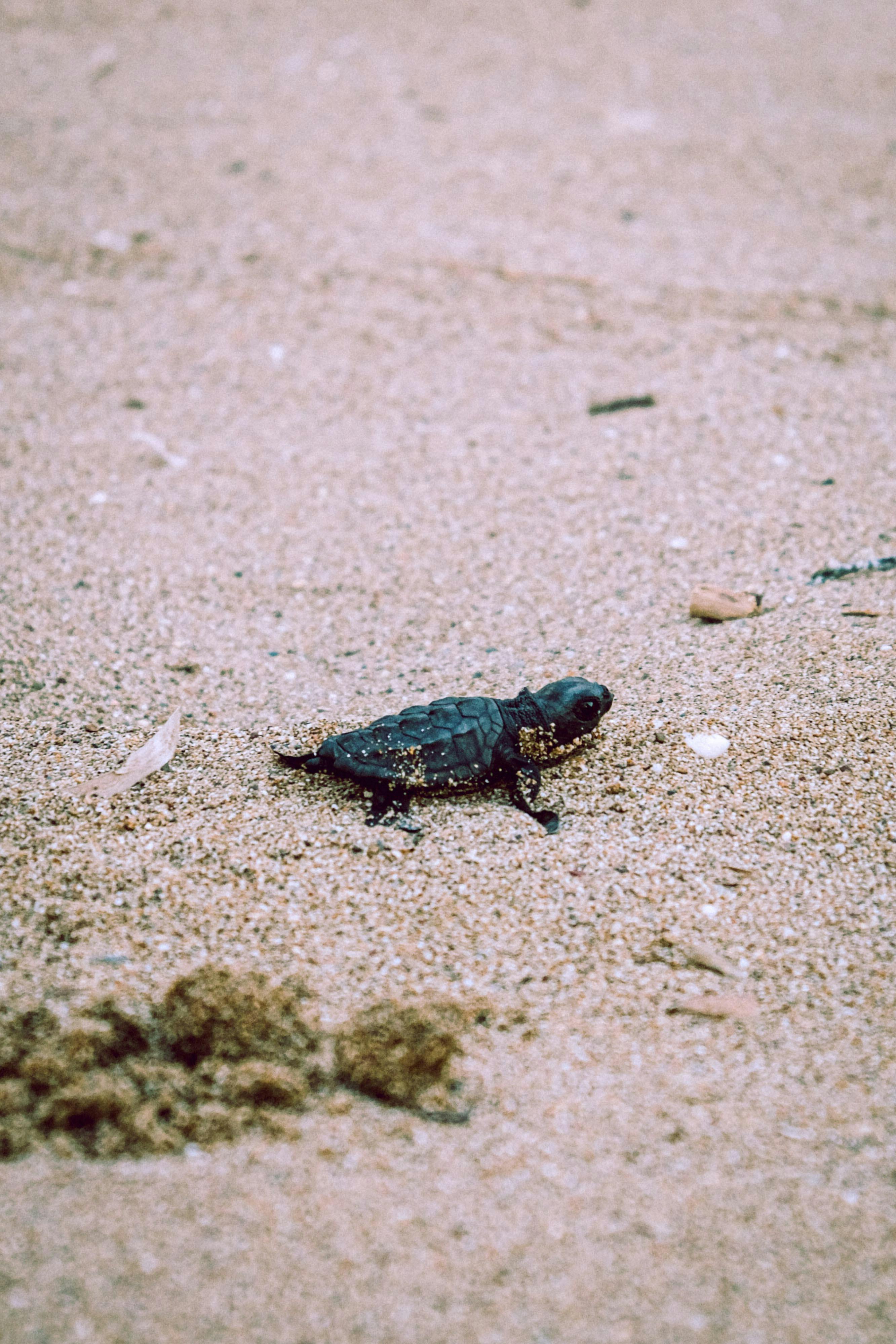 Sea Turtle on Beach Sand · Free Stock Photo