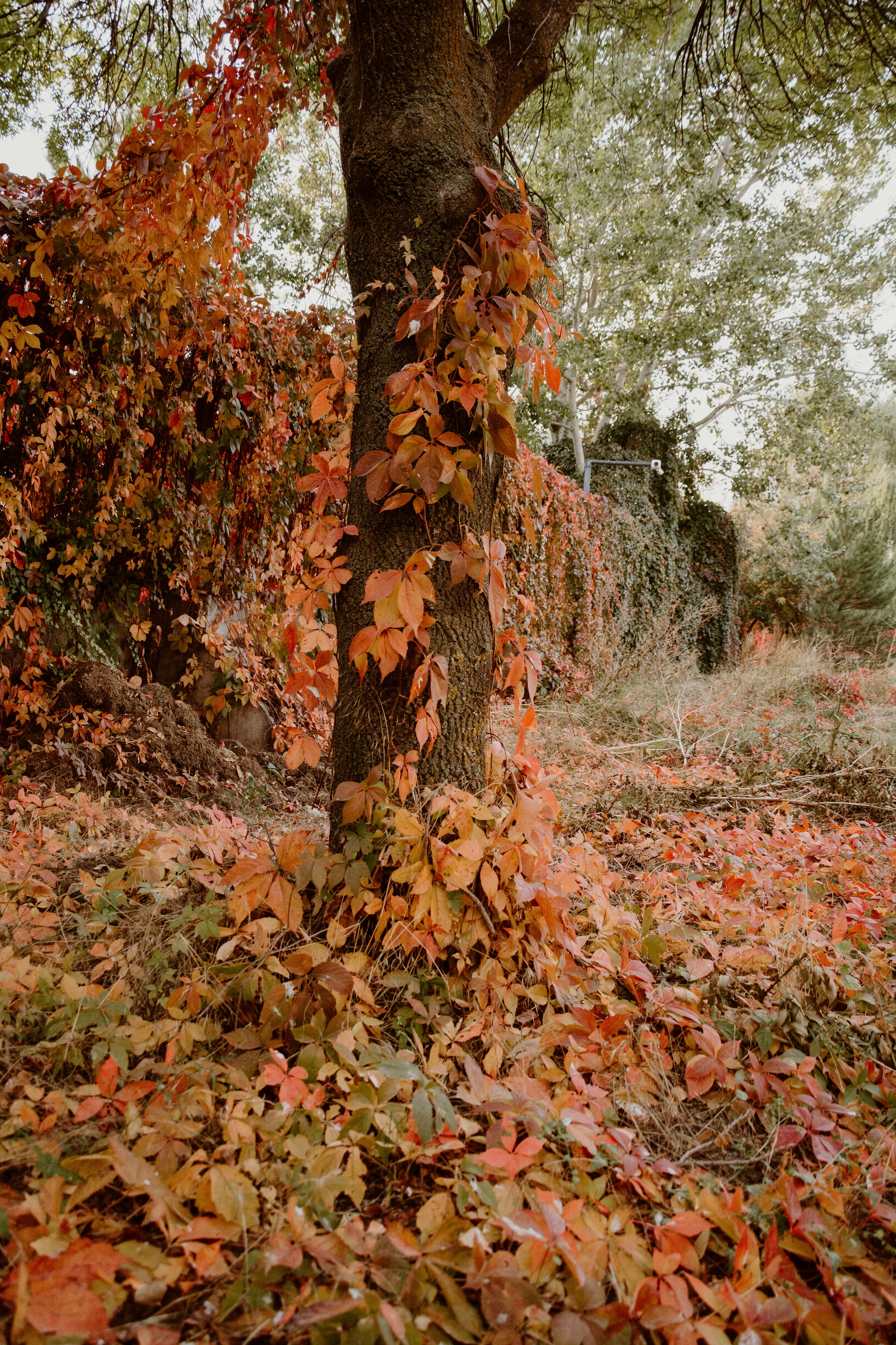 Vines Crawling on a Tree · Free Stock Photo