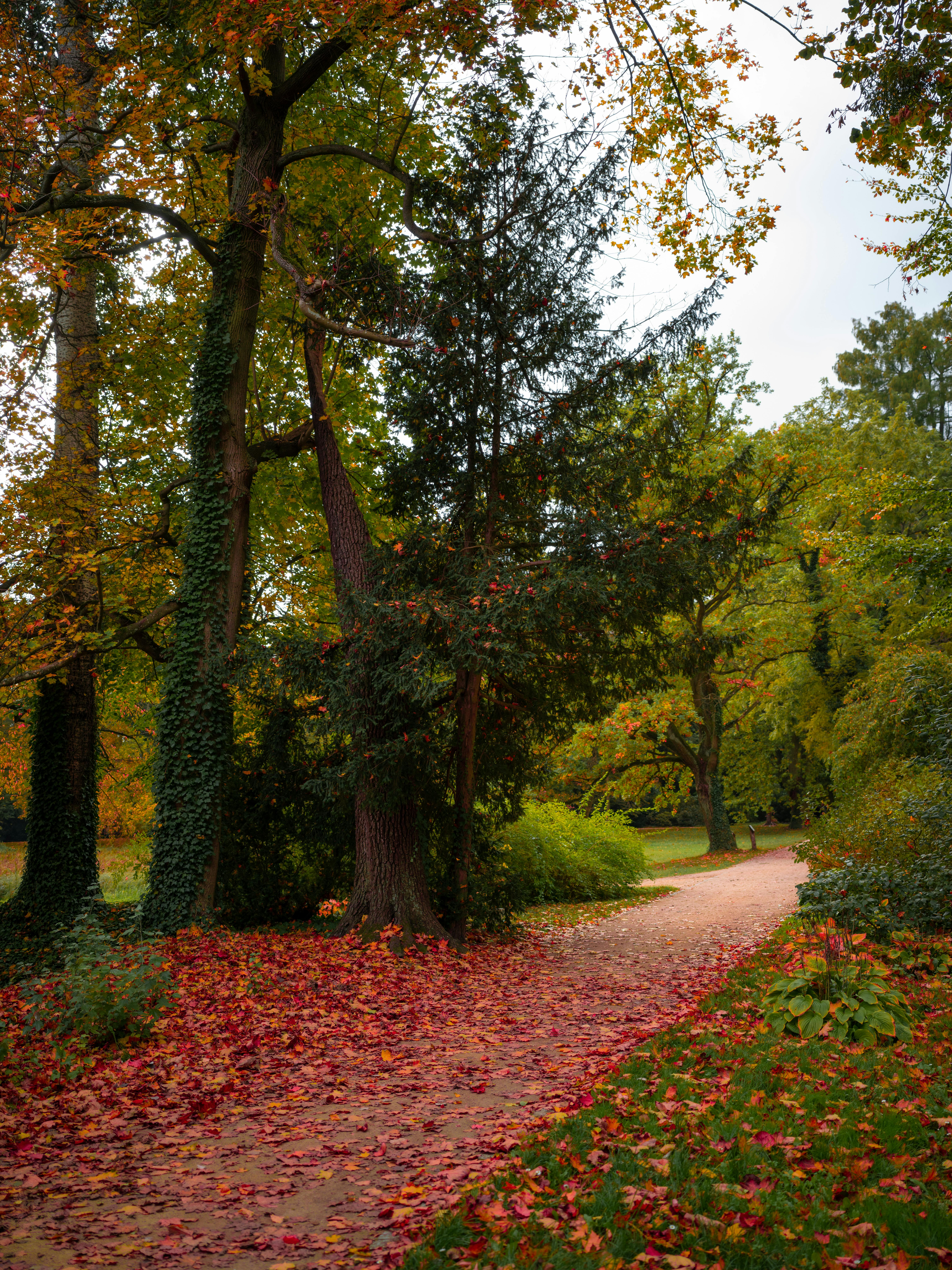 Curvy Pathway in the Forest · Free Stock Photo