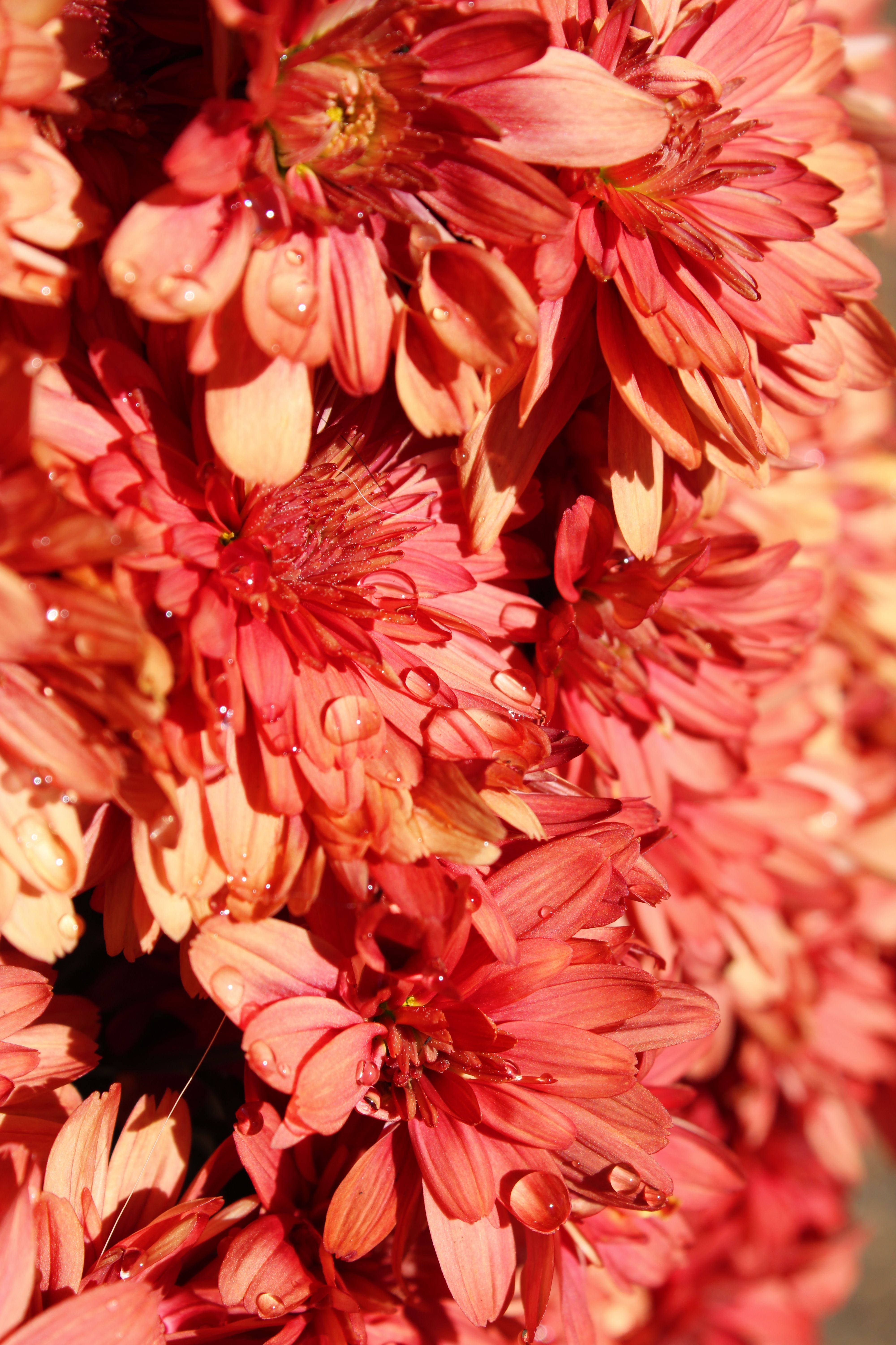 Wet Pink Flowers in Bloom · Free Stock Photo