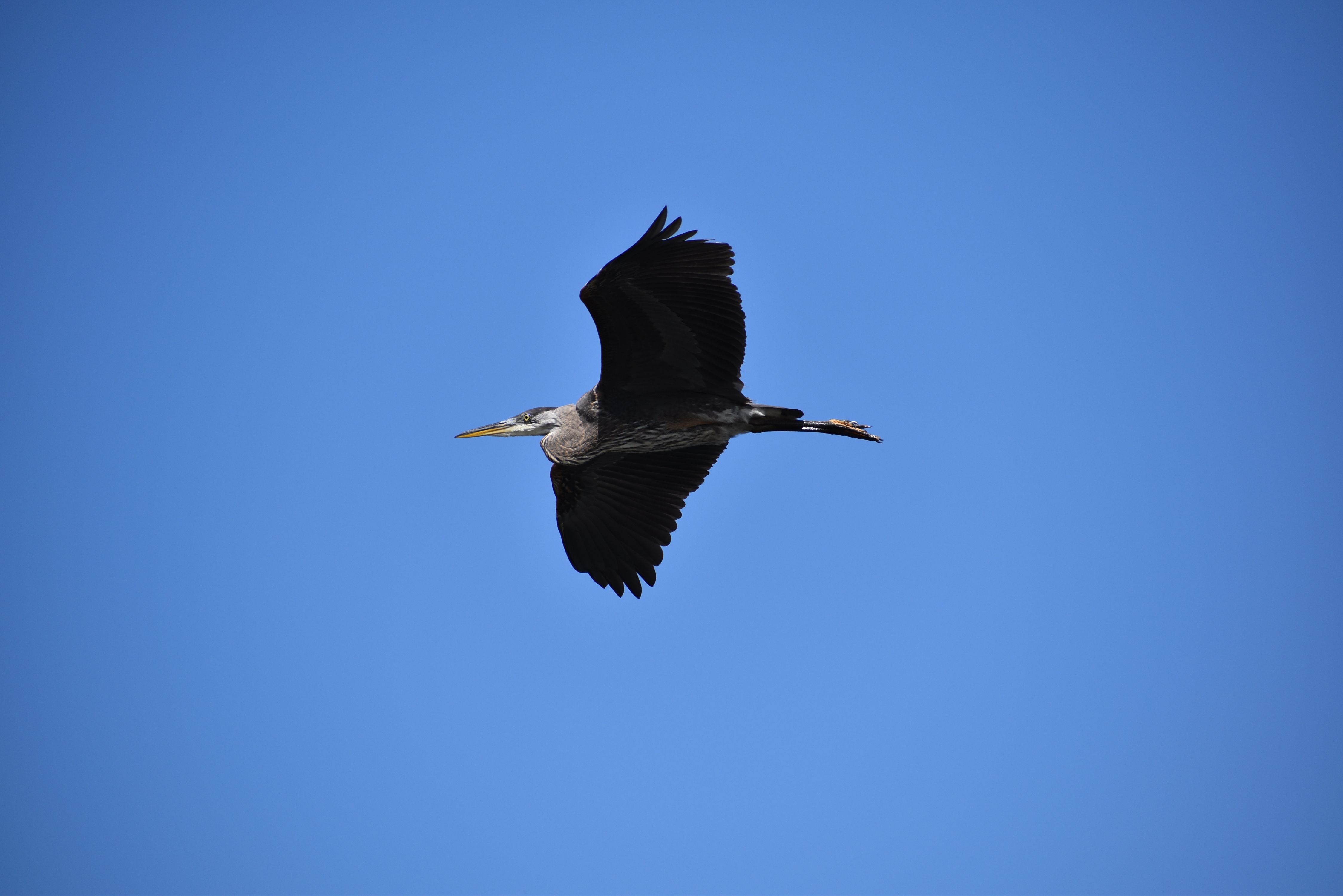 Flying Wading Bird Photos, Download The BEST Free Flying Wading Bird ...