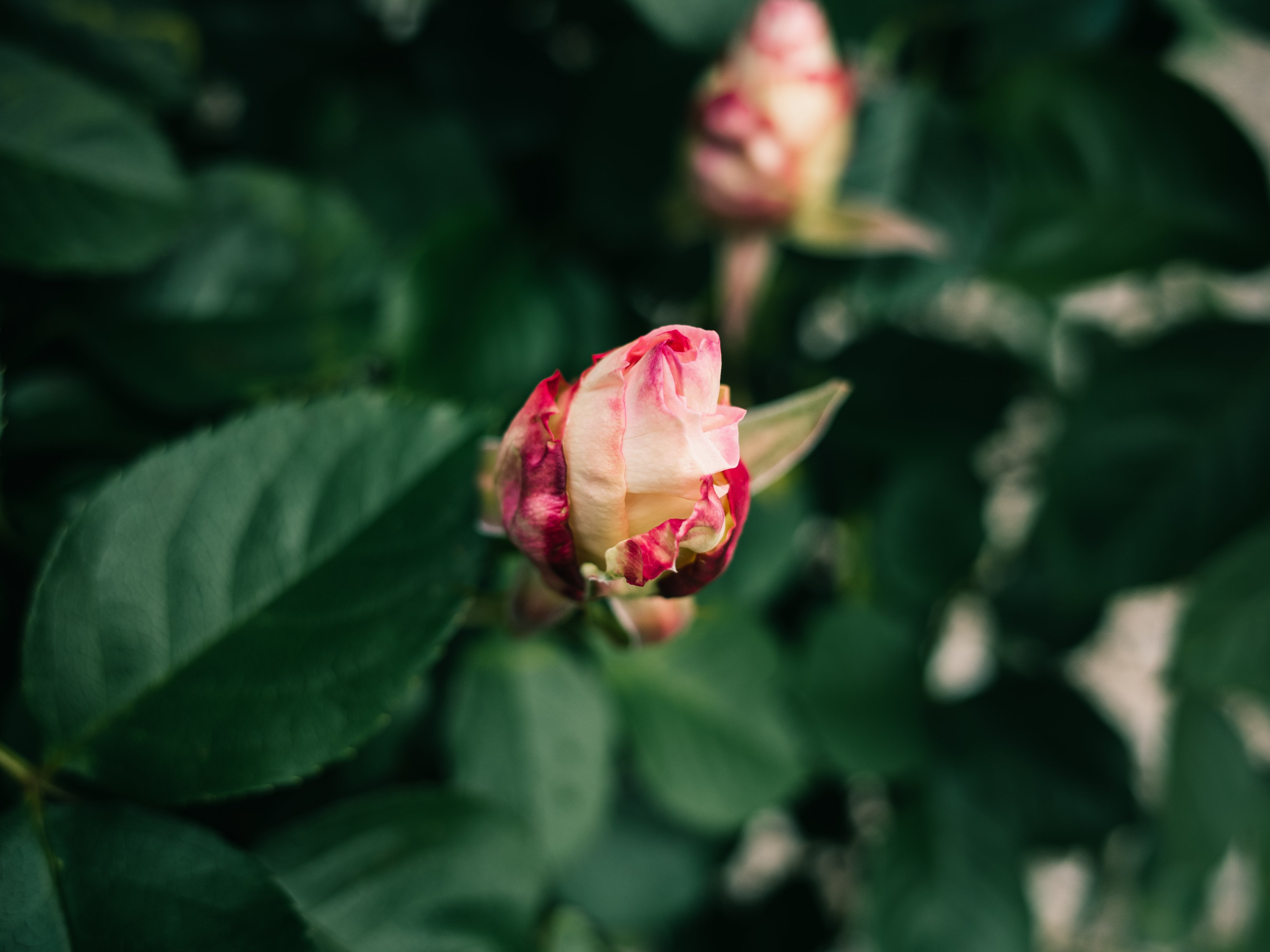 Rose Bud in Close Up Photography · Free Stock Photo